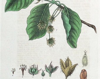 Herbal Botanical Print C1756 by John Hill. Original Large - Etsy