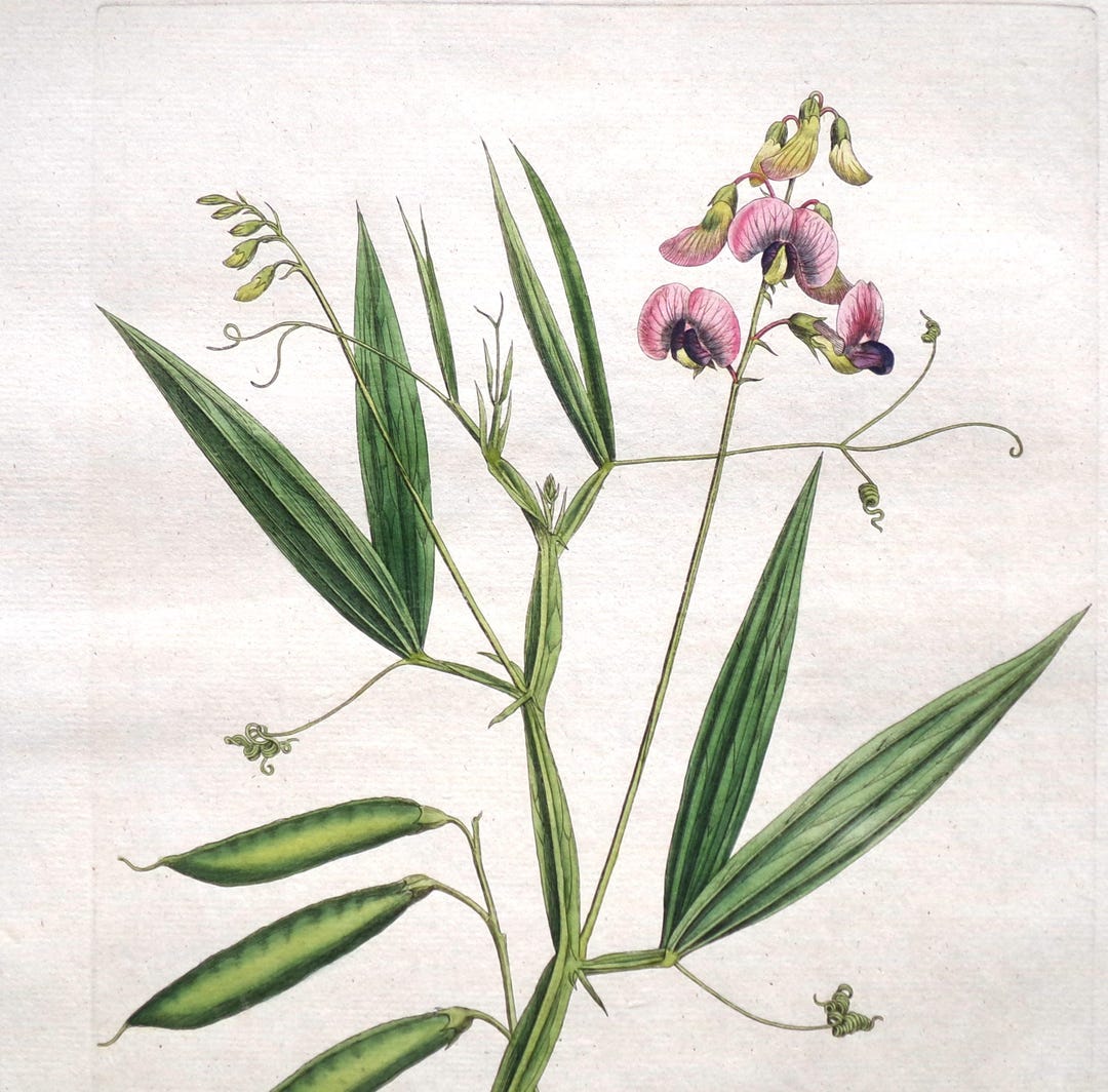 Antique Botanical Print EVERLASTING PEA LATHYRUS Curtis Flora ...