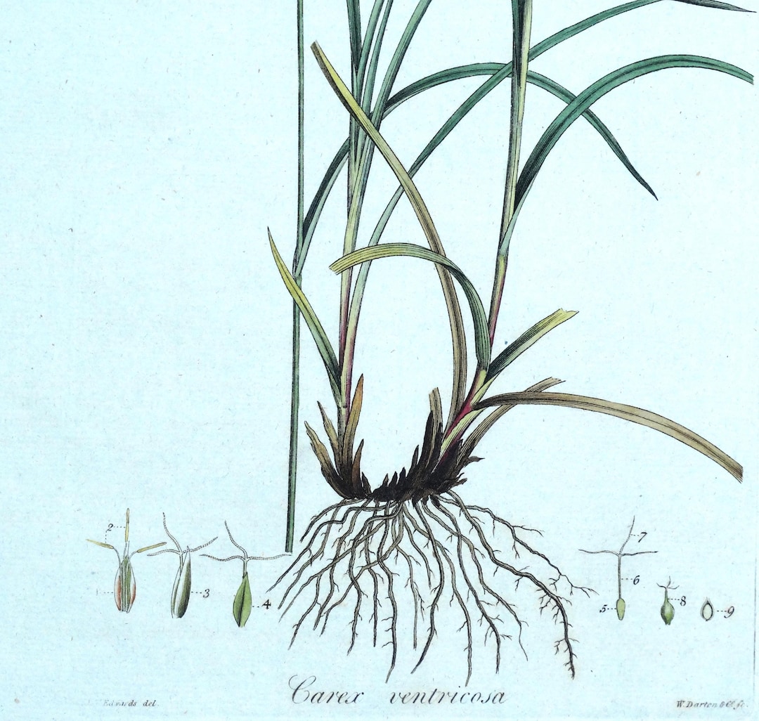 Antique Botanical Print CAREX VENTRICOSA Original Curtis Flora ...