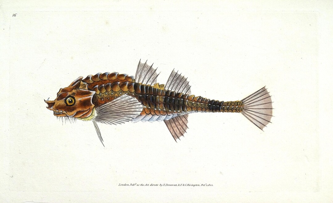 Antique Fish Print POGGE ARMED BULLHEAD Orig.hand Col. Donovan ...