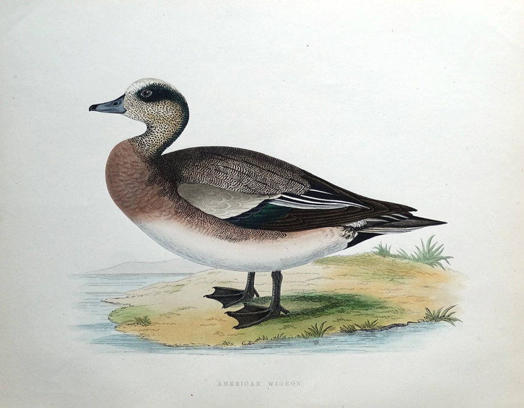 Antique Print AMERICAN WIGEON, Baldpate, Beverley Morris Original Bird ...