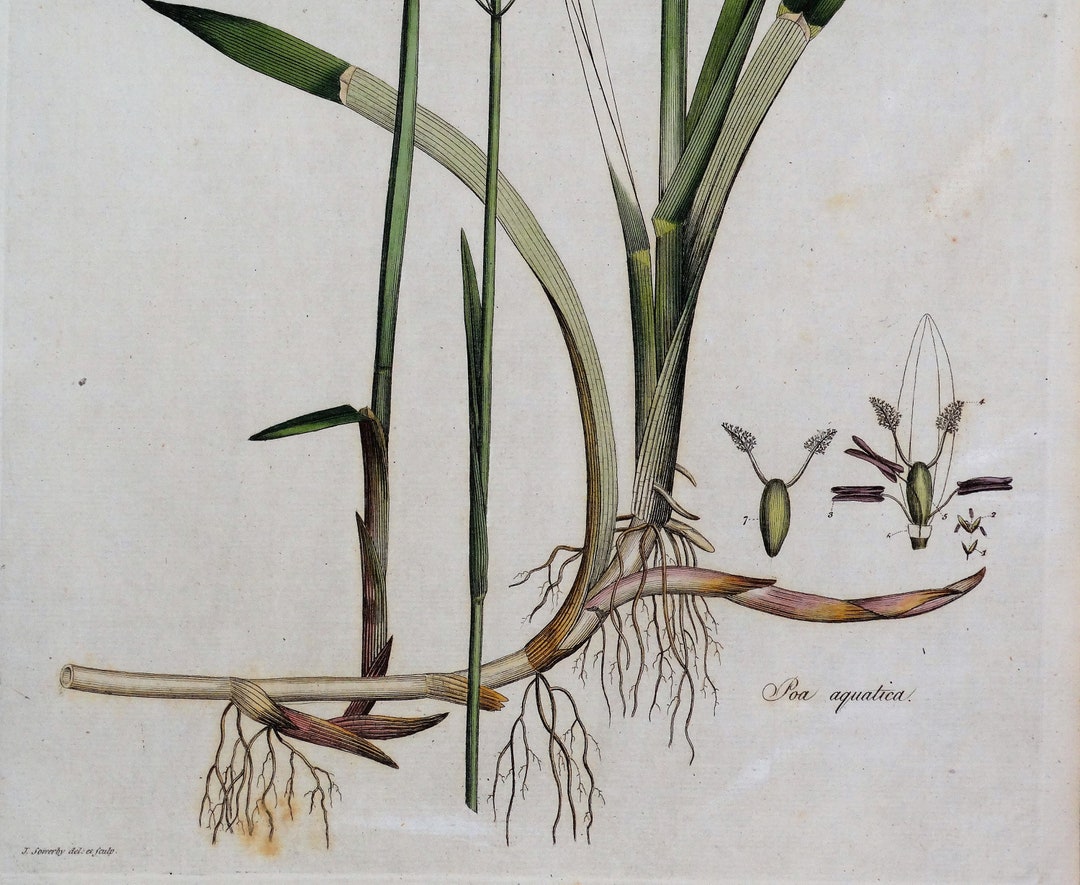 Antique Botanical Print POA AQUATICA GRASS Curtis Large Flora ...