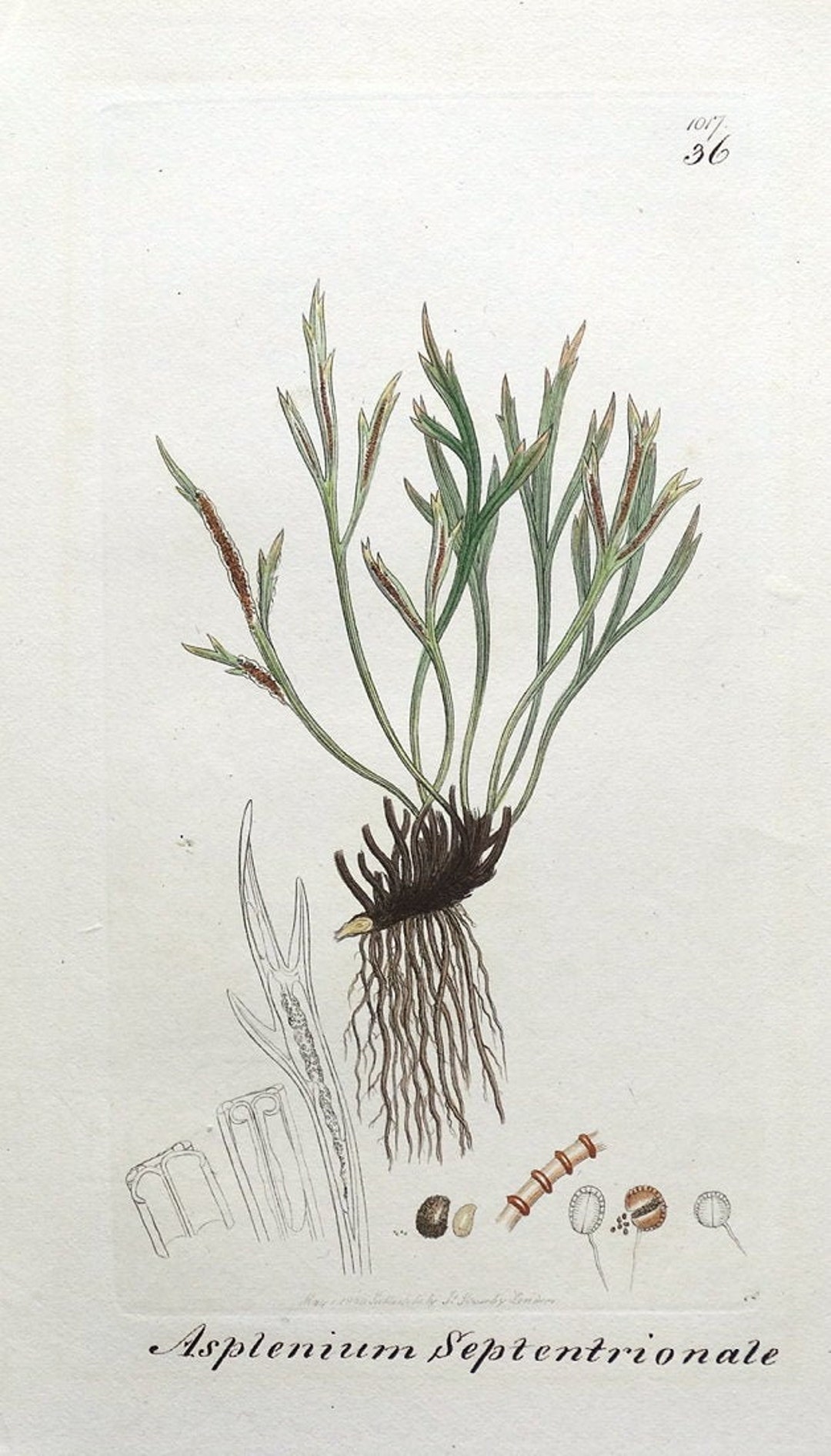 Antique Botanical Print Fern ASPLENIUM FORKED SPLEENWORT Sowerby 1808 ...