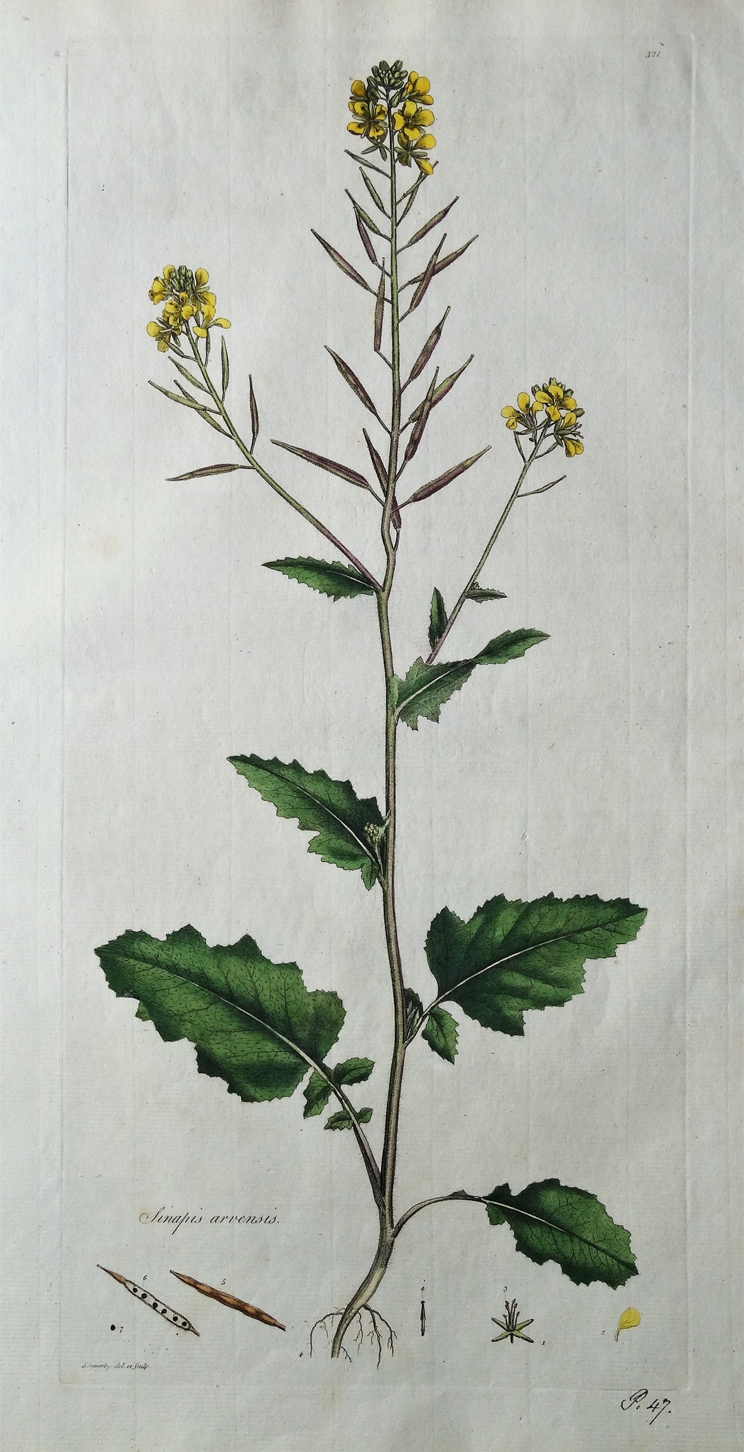 Antique Botanical Print SINAPSIS ARVENSIS, CHARLOCK, Botanical Antique ...