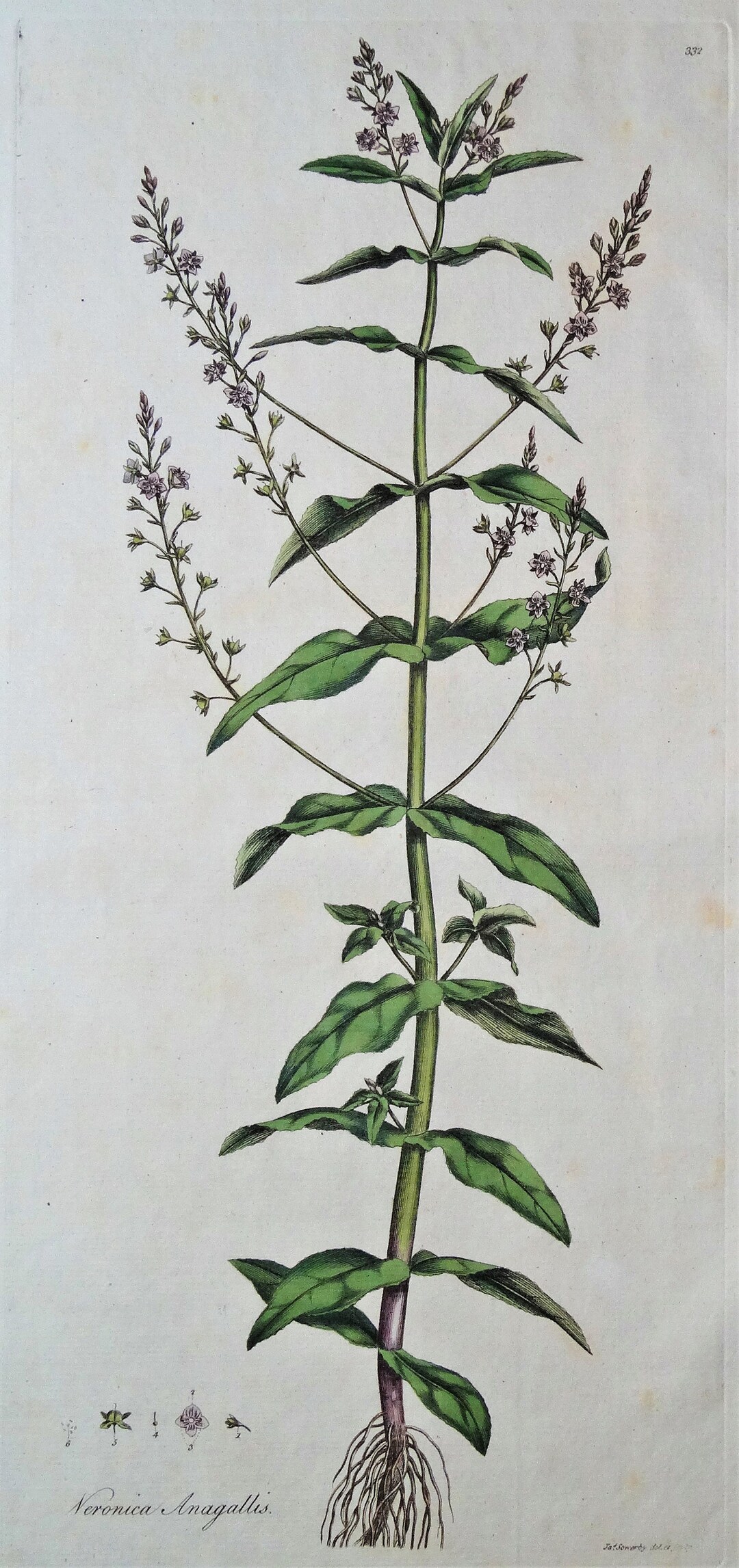 Antique Botanical Print WATER SPEEDWELL, Veronica Anagallis, Curtis ...