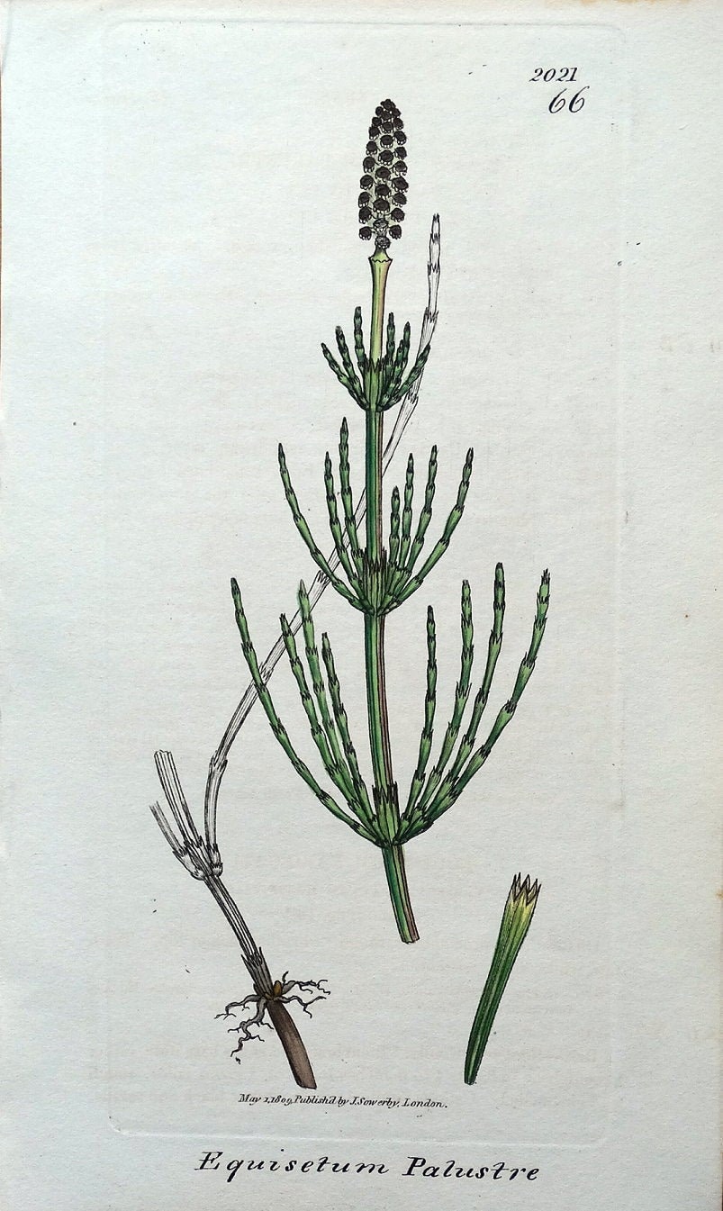 Equisetum Palustre Vs Equisetum Arvense