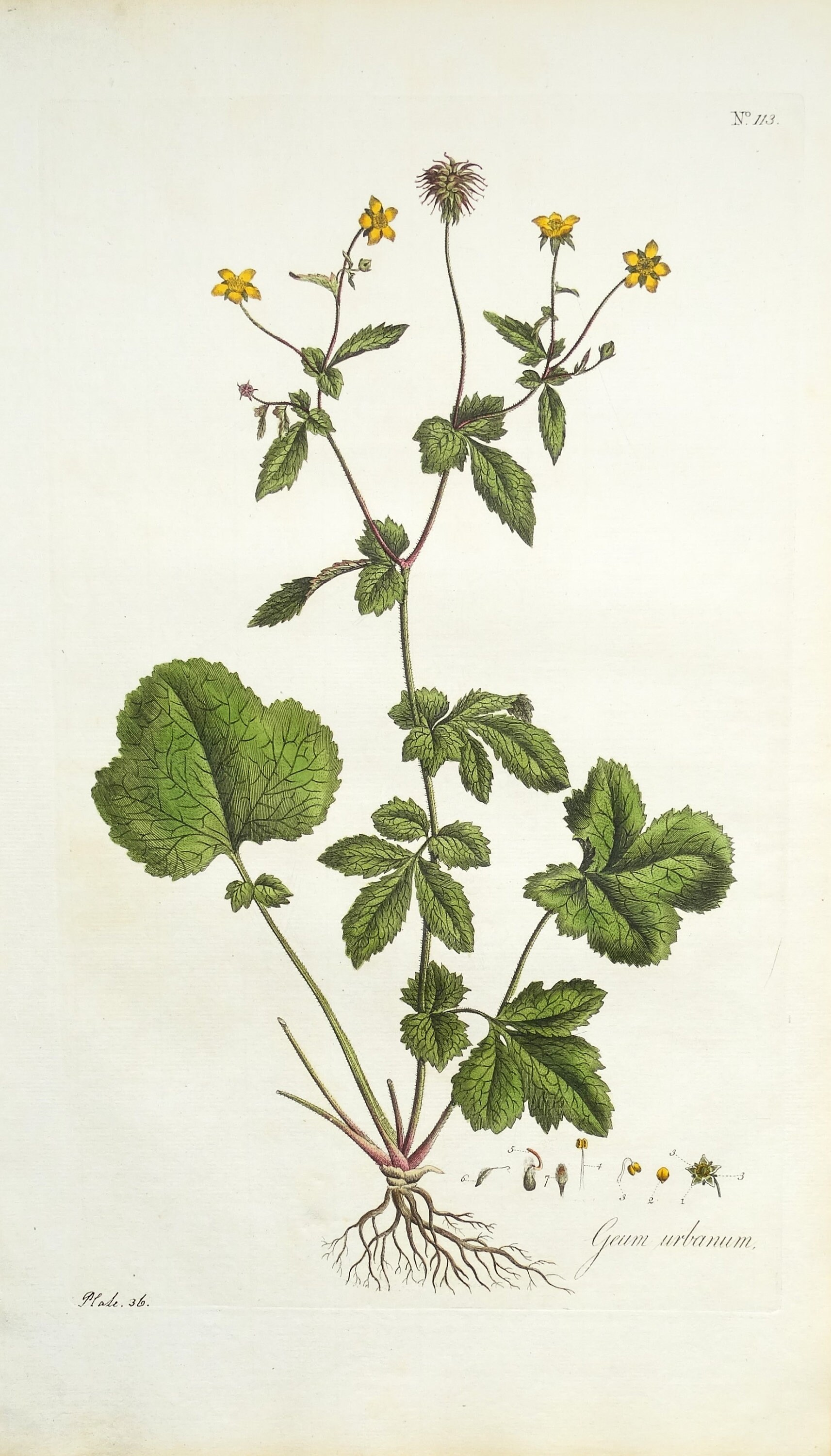 Antique Botanical Print GEUM URBANUM Wood Avens Curtis Flora ...
