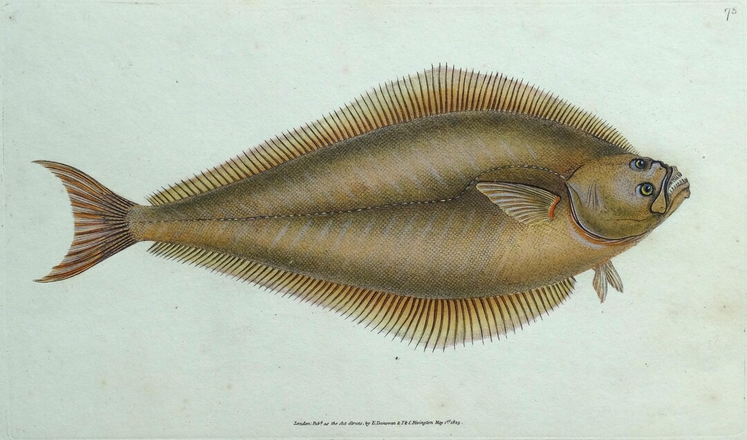 Antique Fish Print HALIBUT Original Donovan Vintage Engraving 1805 - Etsy