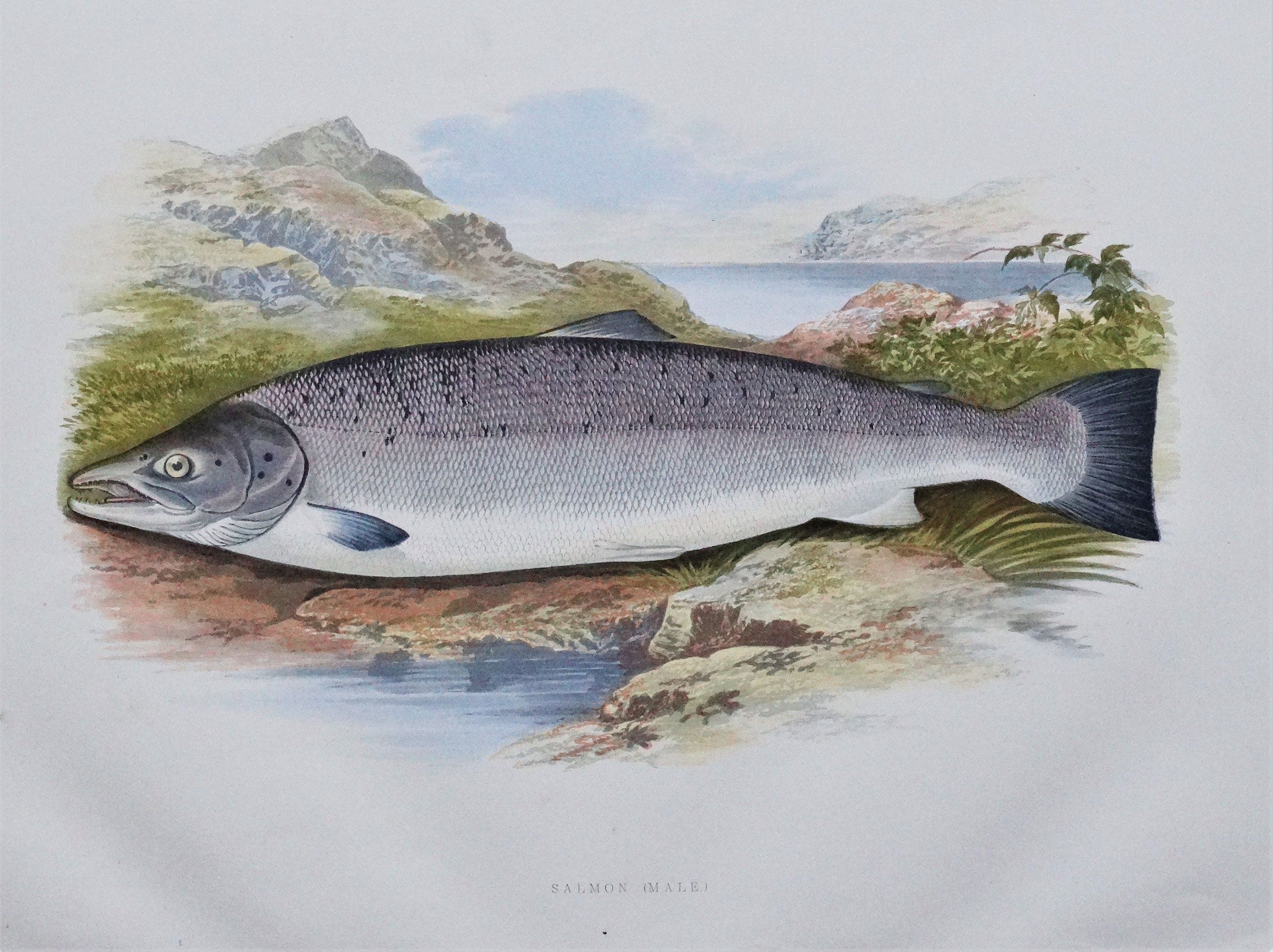 Male Atlantic Salmon