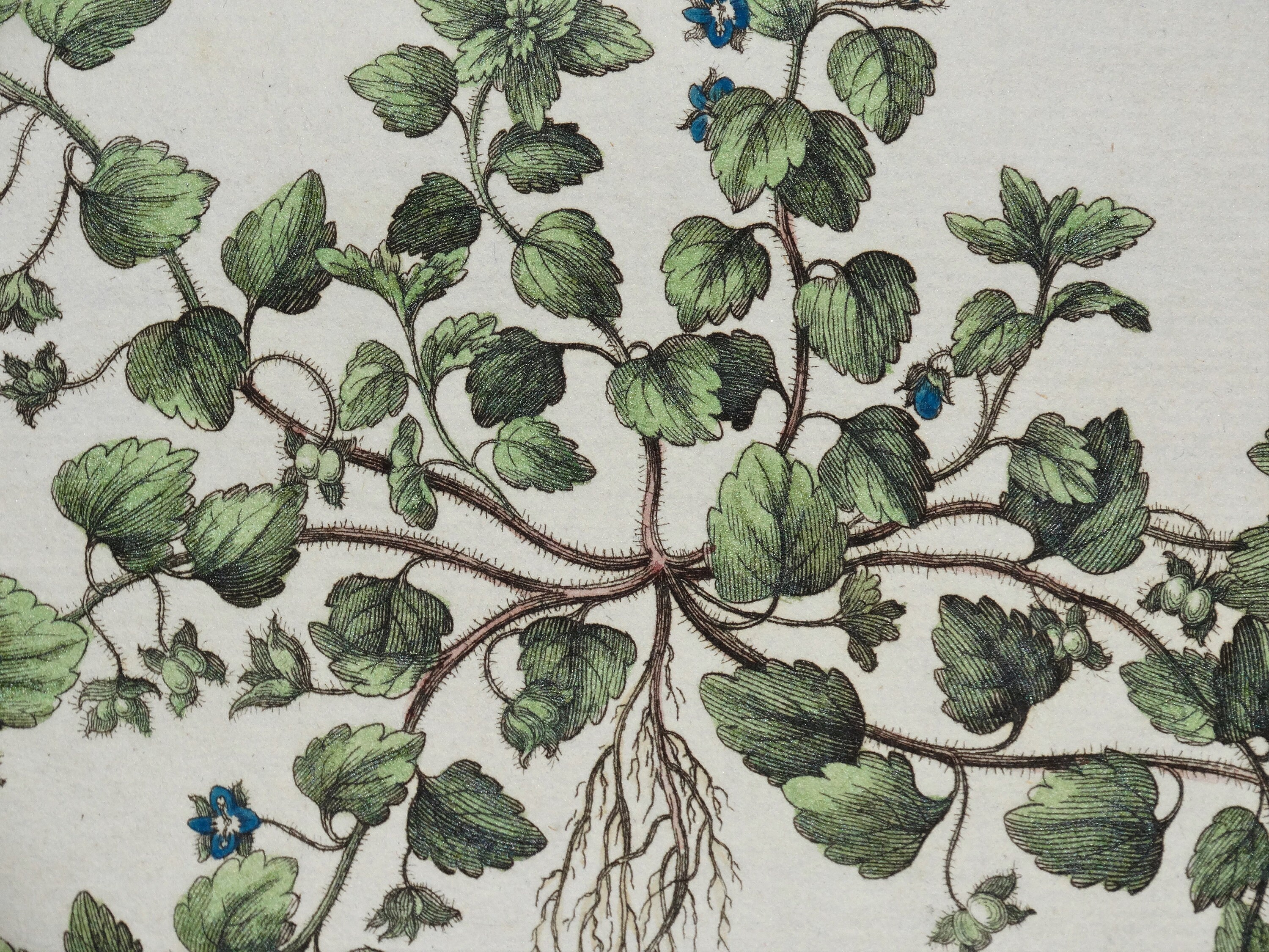 Antique Botanical Print FIELD SPEEDWELL, VERONICA Curtis Flora ...