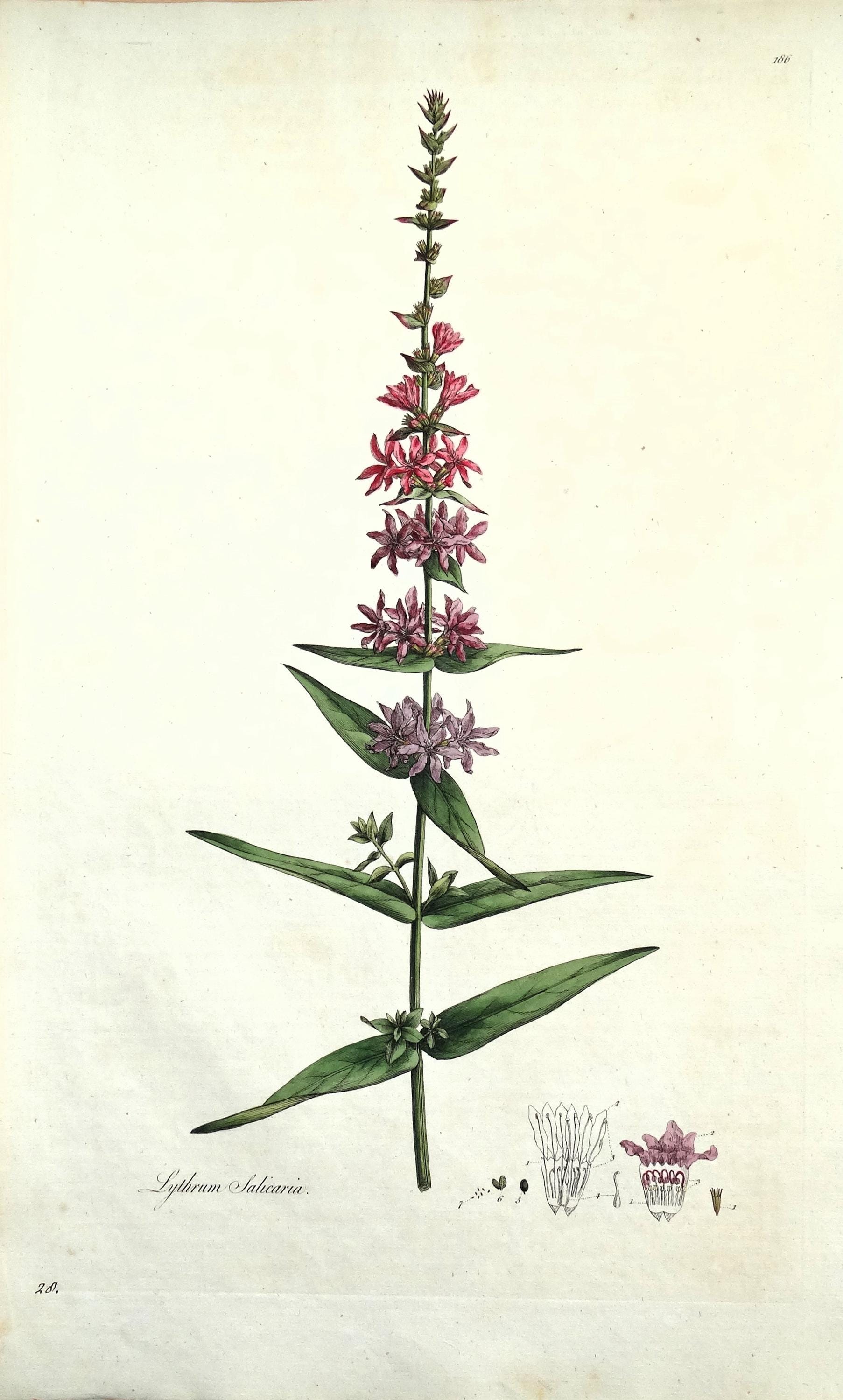 Antique Botanical Print LYTHRYM SALICARIA Large Curtis Flora ...