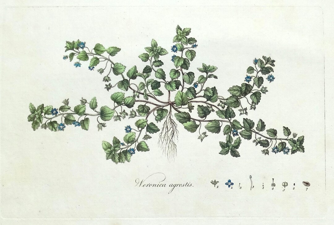 Antique Botanical Print FIELD SPEEDWELL, VERONICA Curtis Flora ...