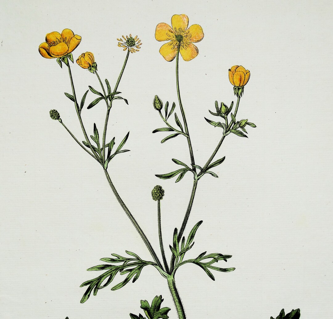 Antique Botanical Print RANUNCULUS HIRSUTUS Curtis Flora Londinensis ...