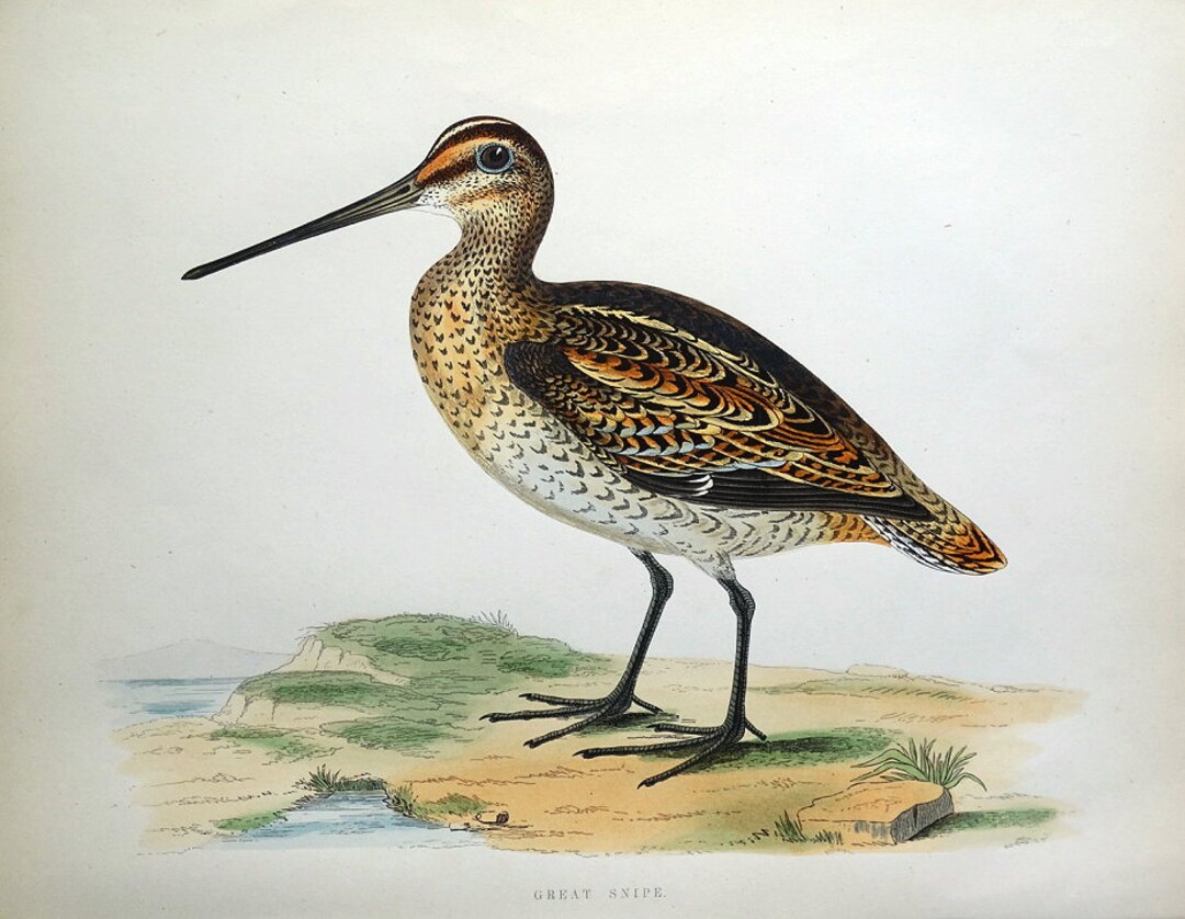 Antique Print GREAT SNIPE, Beverley Morris Bird Print 1855 - Etsy
