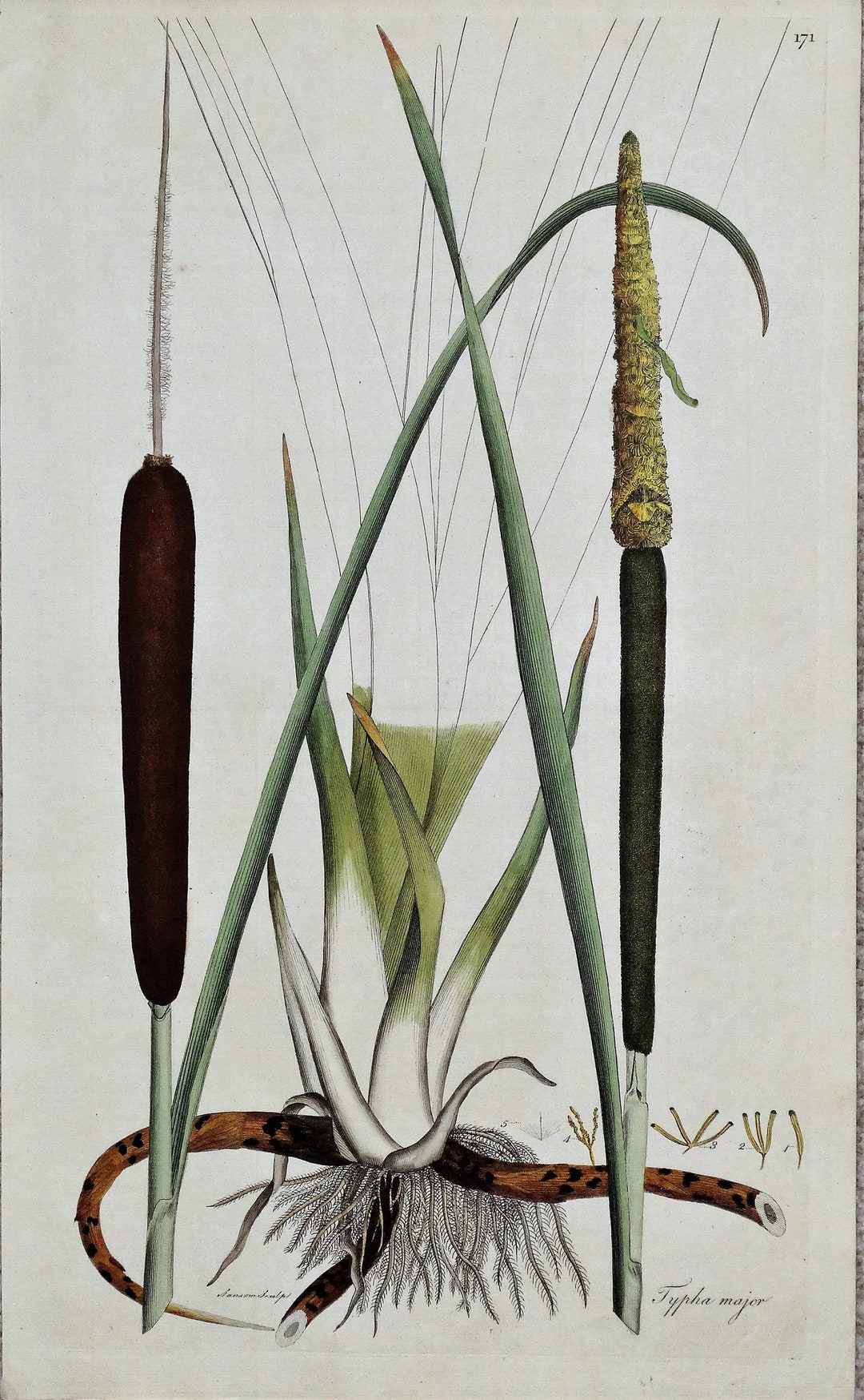 Antique Botanical Print BULRUSH CATTAIL TYPHA Curtis Large - Etsy