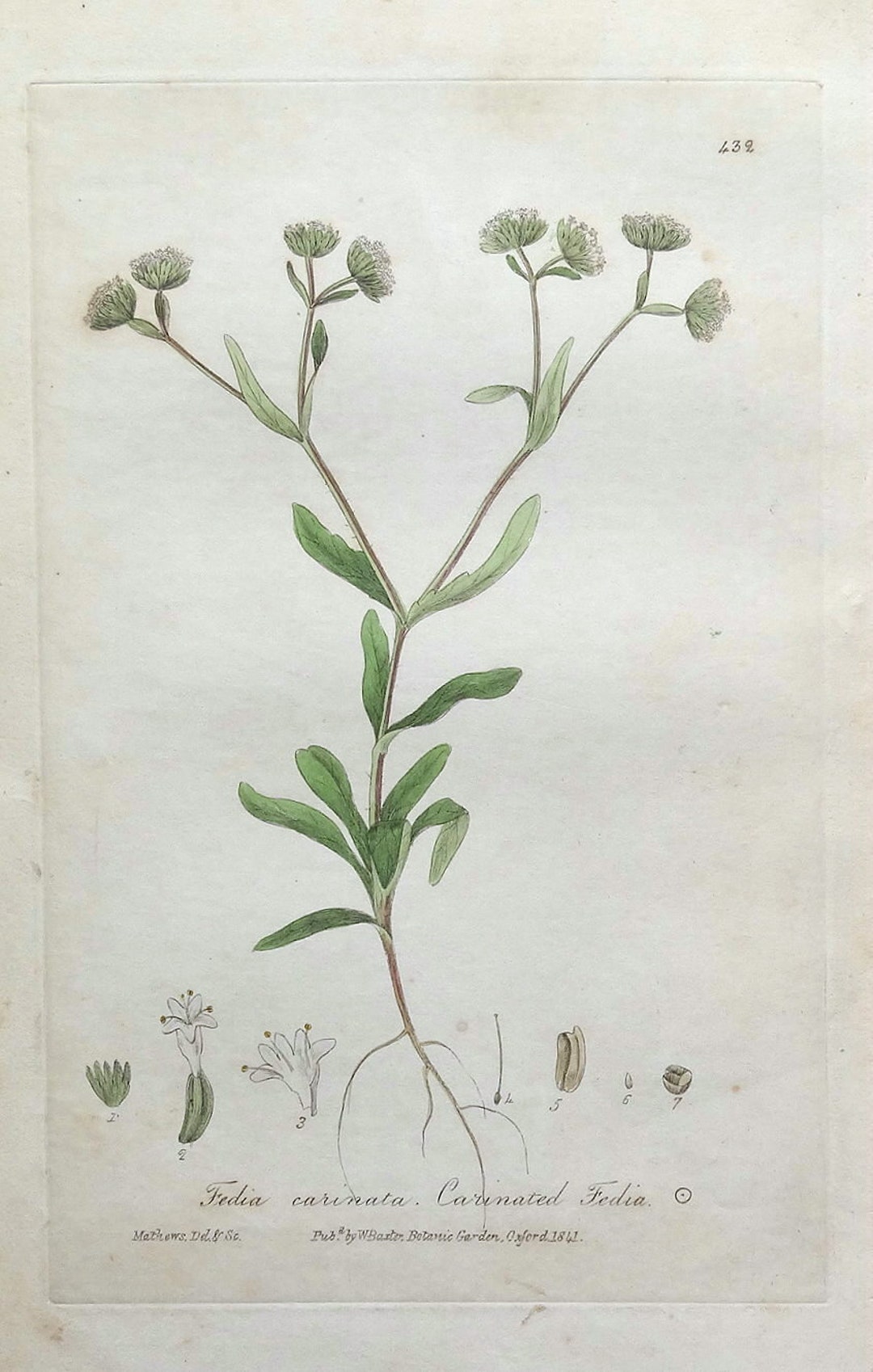 Antique Botanical Print LAMB'S LETTUCE, FEDIA Baxter Flower Print 1841 ...