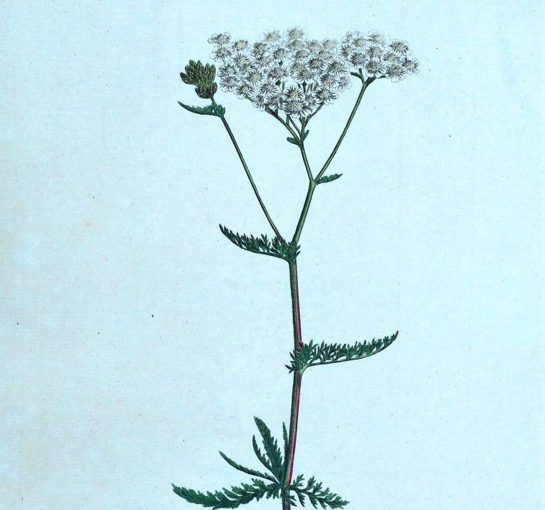 Antique Botanical Print ACHILLEA YARROW Curtis Large Flora Londinensis ...