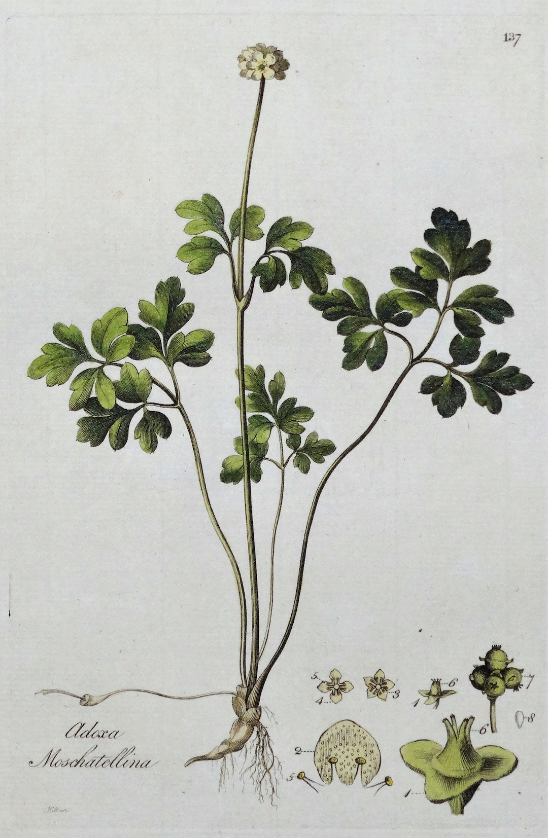 Antique Botanical Print MOSCHATEL, ADOXA, Curtis Flora Londinensis 1777 ...