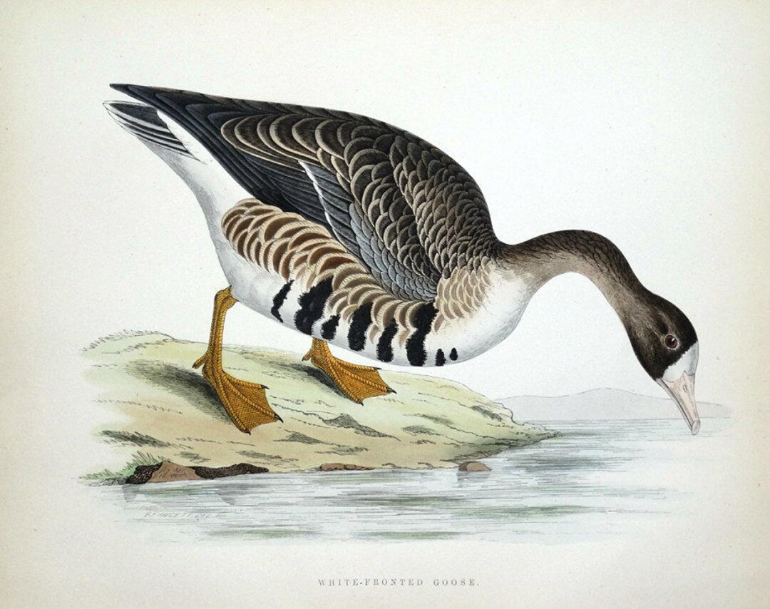 Antique Print WHITE FRONTED GOOSE, Beverley Morris Original Bird Print ...