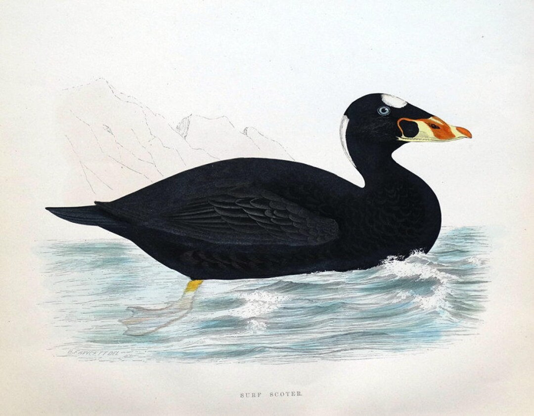 Antique Print SURF SCOTER, DUCK, Beverley Morris Original Bird Print ...