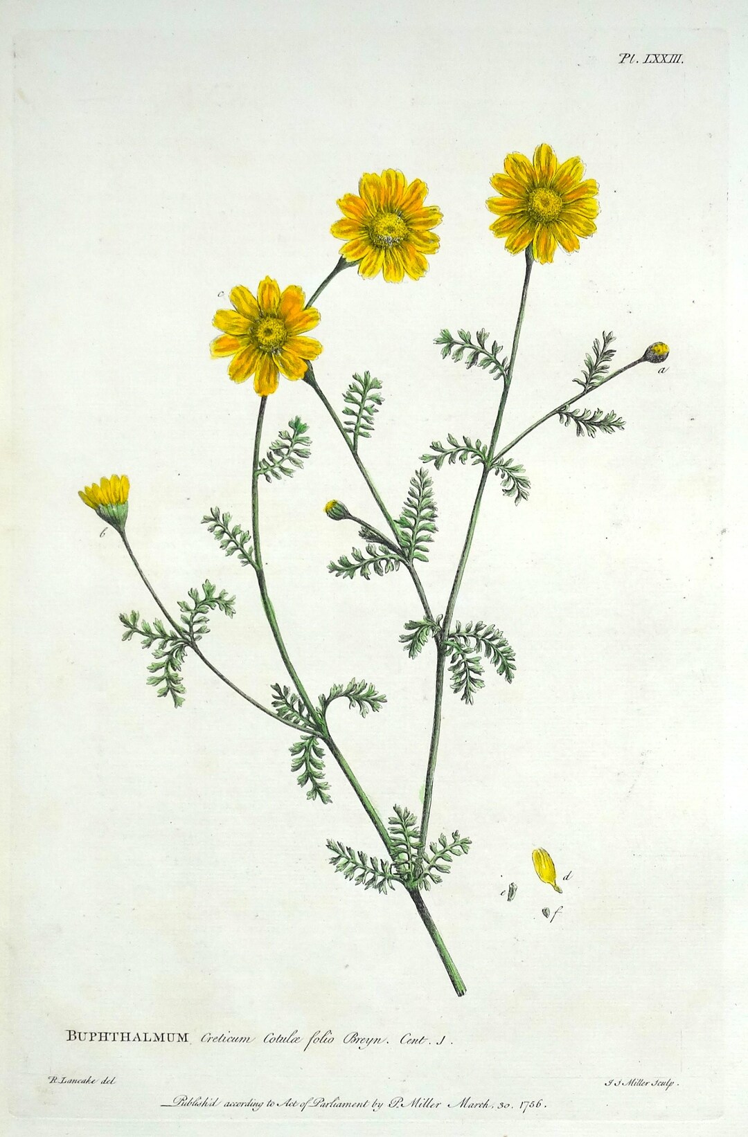 Antique Botanical Print BUPHTHALMUM, Ox Eye Daisy Philip Miller Vintage ...