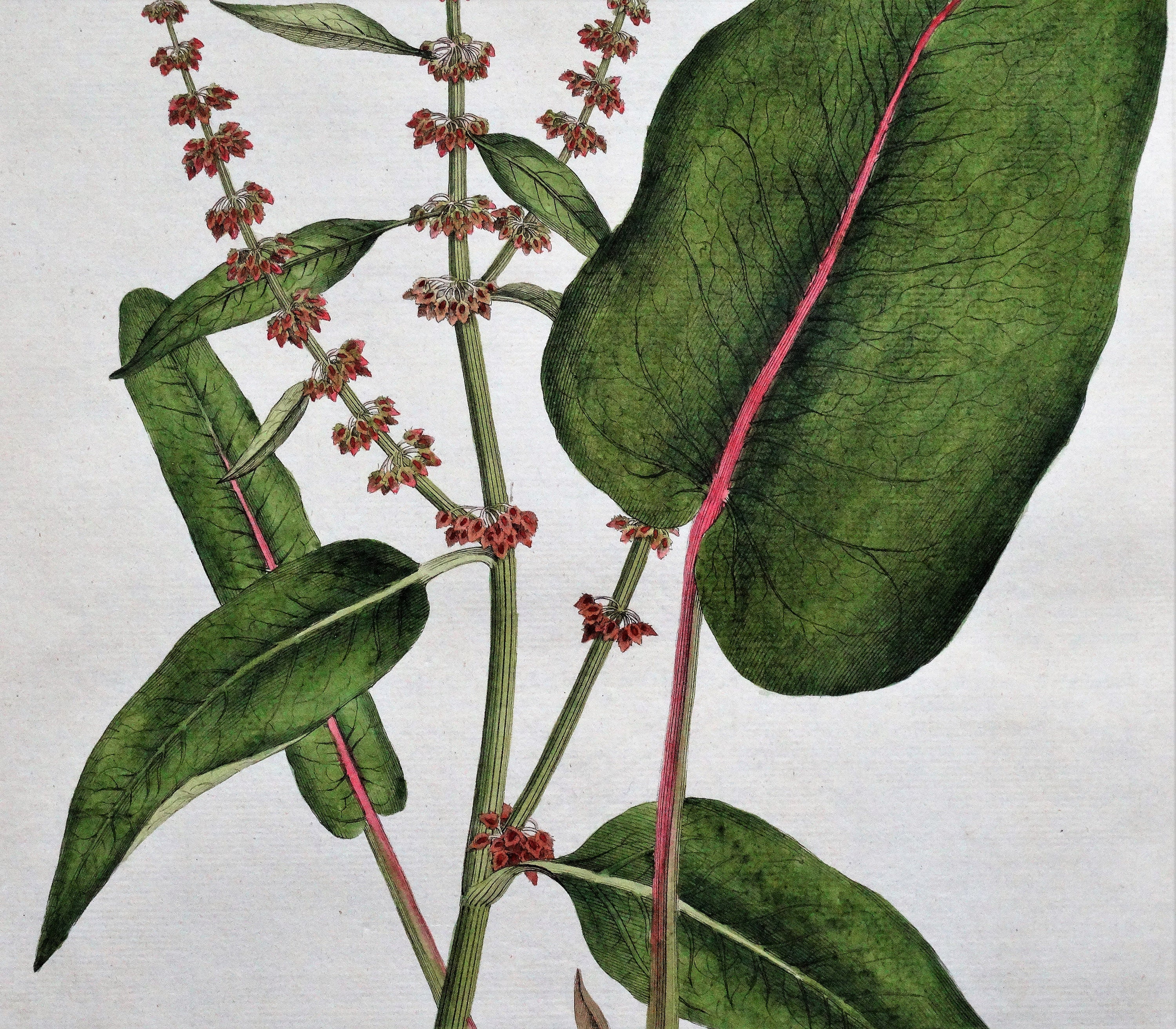 Antique Botanical Print BITTER DOCK RUMEX Curtis Large Flora ...
