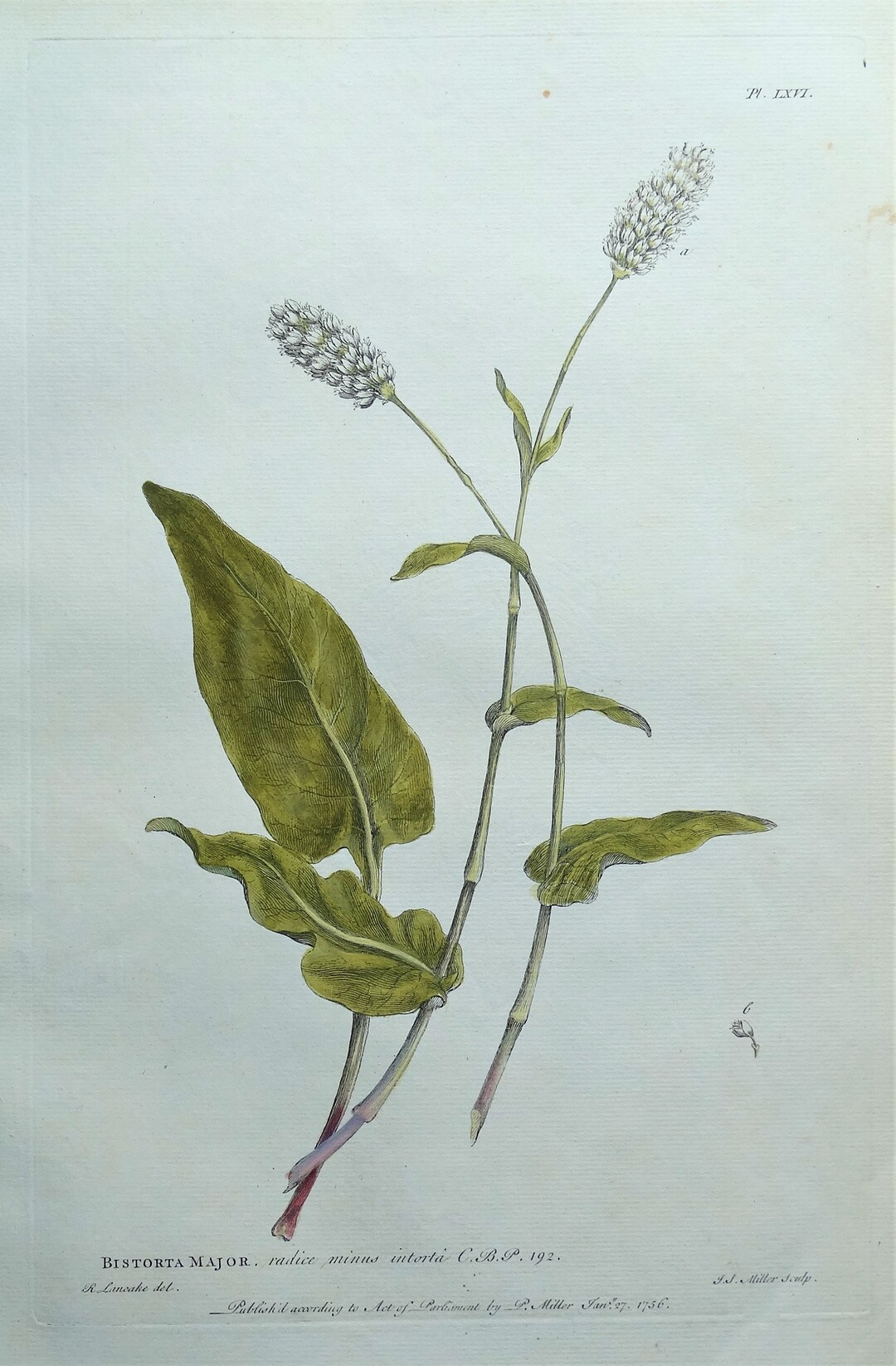 Antique Botanical Print BISTORTA MAJOR, Snake-weed, Philip Miller Large ...