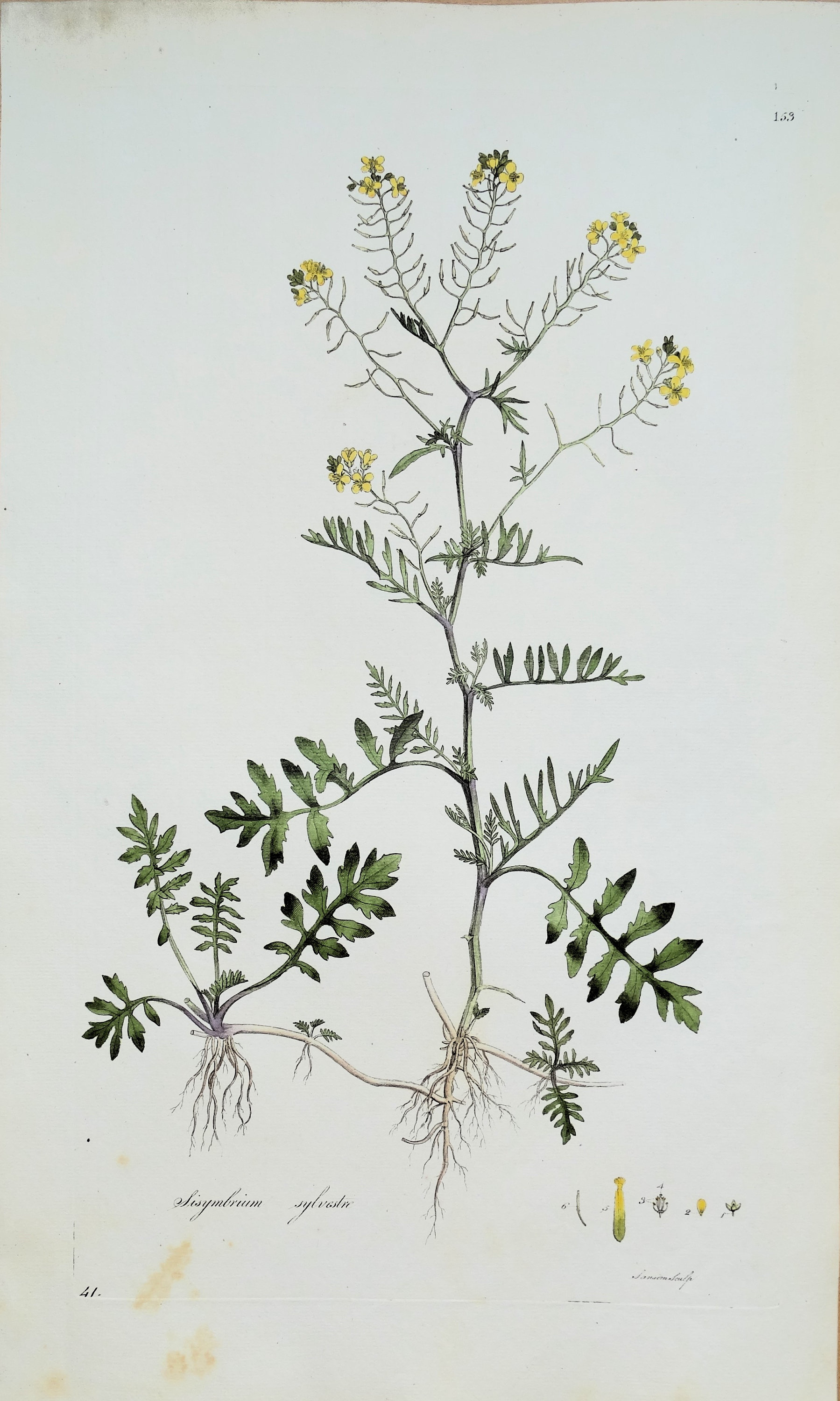 Antique Botanical Print SISYMBRIUM WATER ROCKET Curtis Flora ...