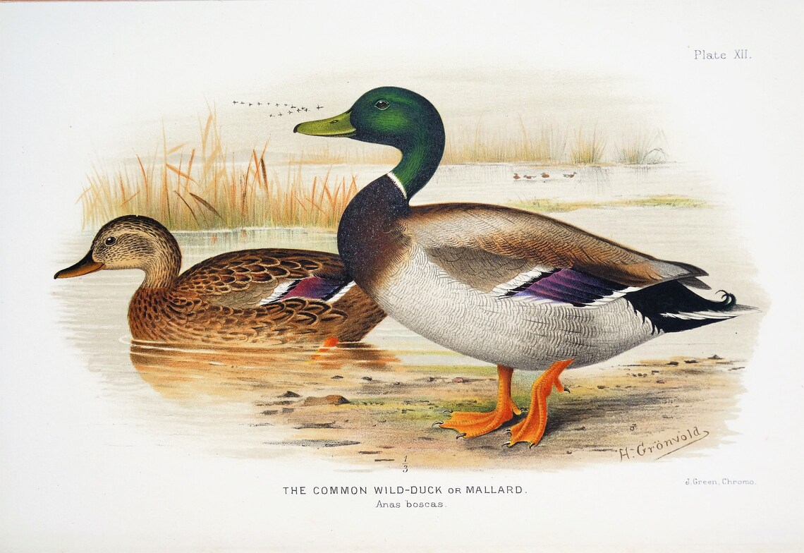 Antique Print WILD-DUCK or MALLARD Original Scarce Chromolithograph ...