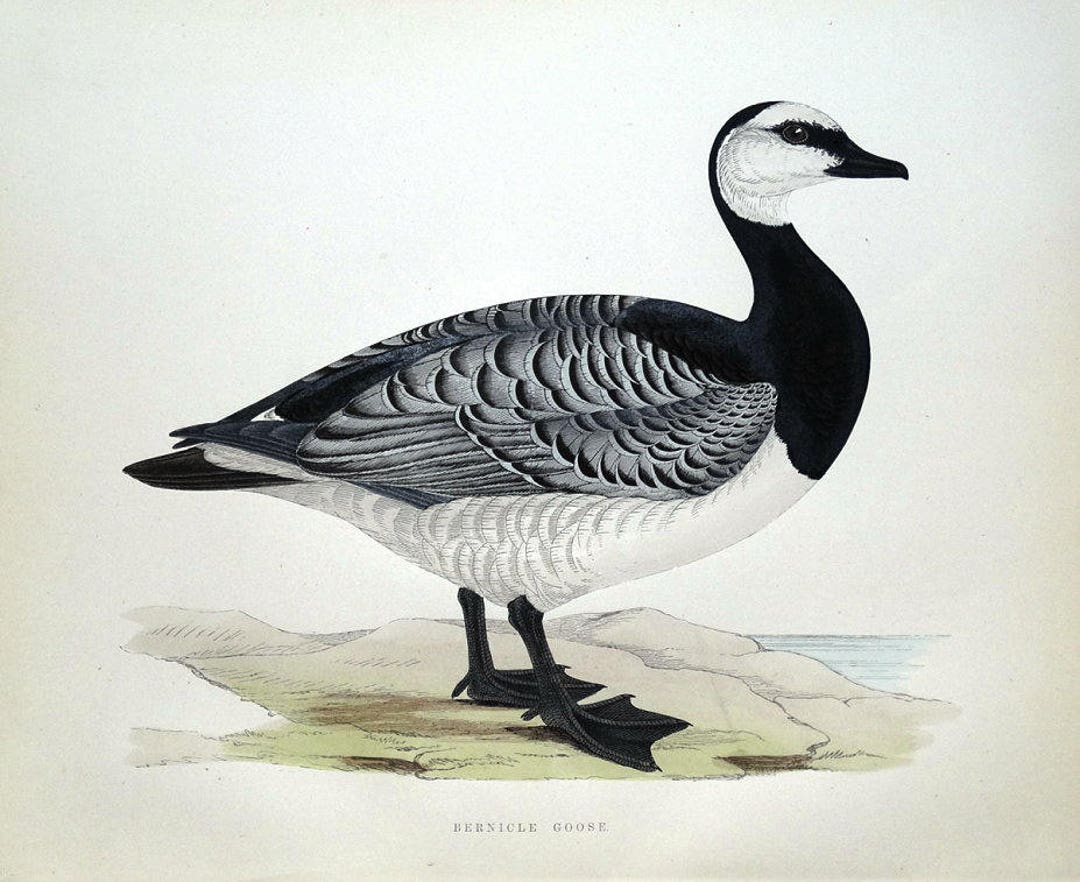 Antique Print BERNICLE, BARNACLE GOOSE, Beverley Morris Original Bird ...