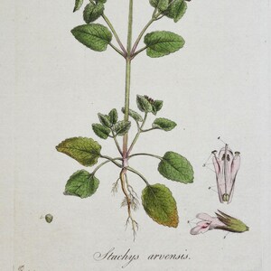 Antique Botanical Print STACHYS ARVENSIS Curtis Large Flora Londinensis ...