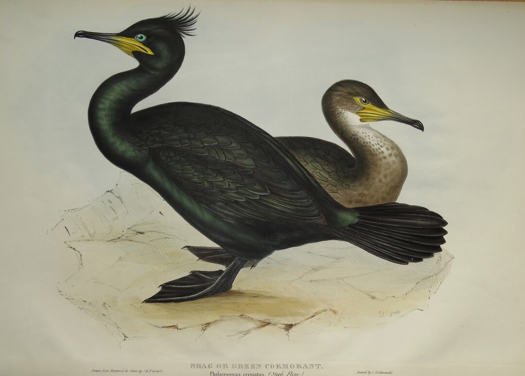 Antique Bird Print SHAG or GREEN CORMORANT Original John Gould ...