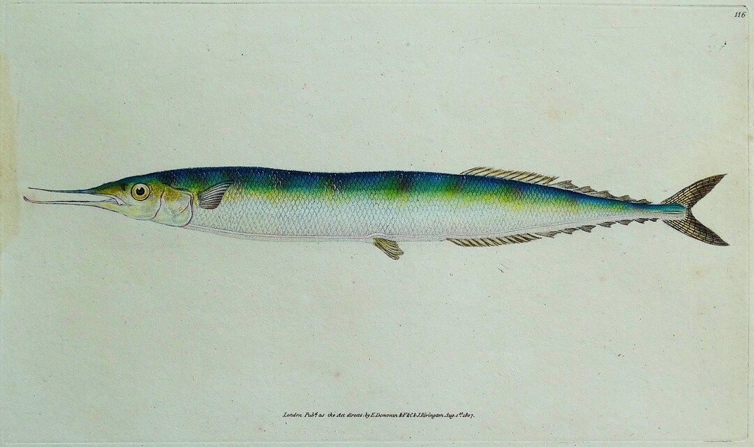 Antique Fish Print Saury Pike or SKIPPER PIKE Original DONOVAN Vintage ...