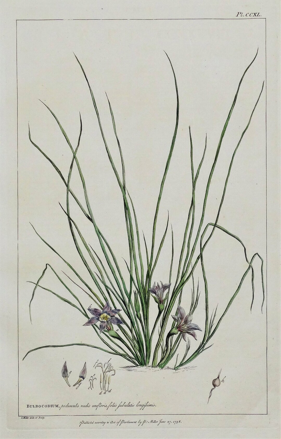 Antique Botanical Print CROCUS, BULBOCODIUM, Miller Large Antique ...