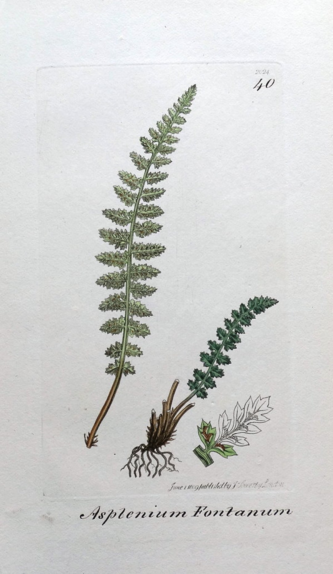 Antique Botanical Print ROCK SPLEENWORT Asplenium Fontanum Fern Sowerby ...
