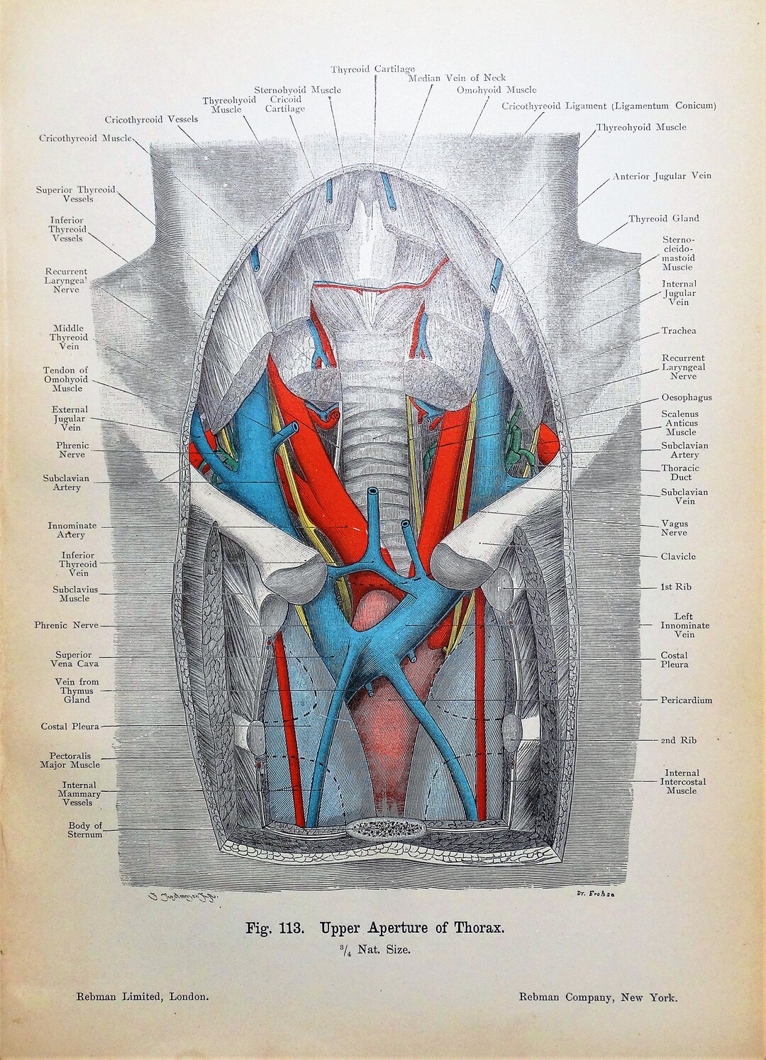 Antique Anatomy Print ANTERIOR Section ADULT THORAX Original ...