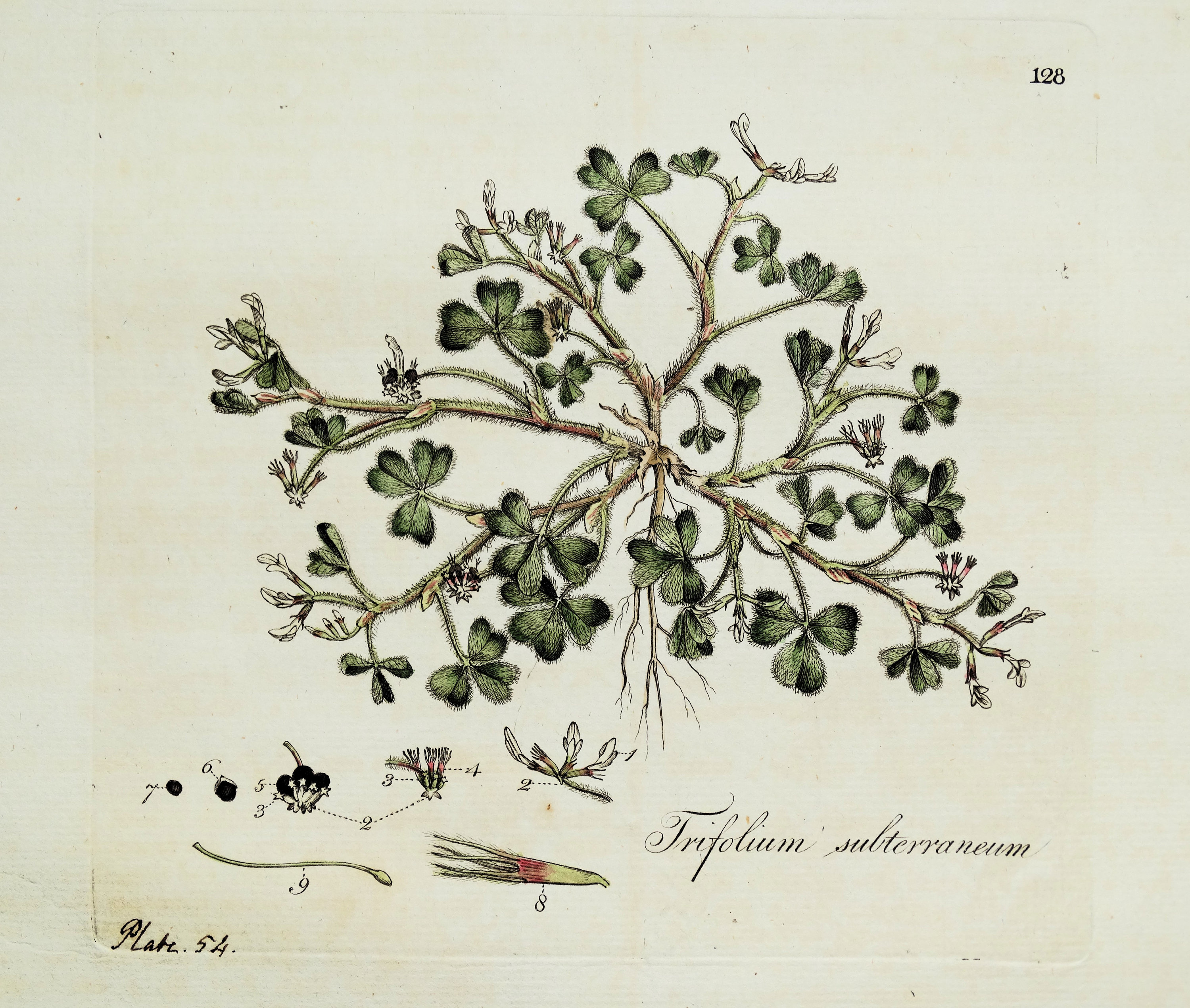 Antique Botanical Print SUBTERRANEUM CLOVER Curtis Flora Londinensis ...