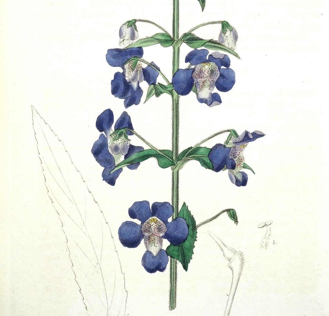 Antique Botanical Print ANGEL FLOWER ANGELONIA Orig. Hand Coloured ...