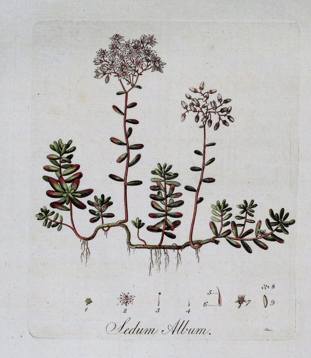 Antique Botanical Print SEDUM ALBUM STONECROP Curtis Large Flora ...