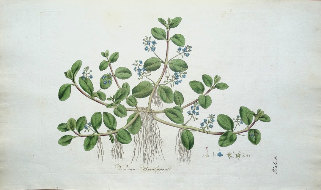 Antique Aquatic Botanical Print VERONICA WATER SPEEDWELL Curtis Flora ...