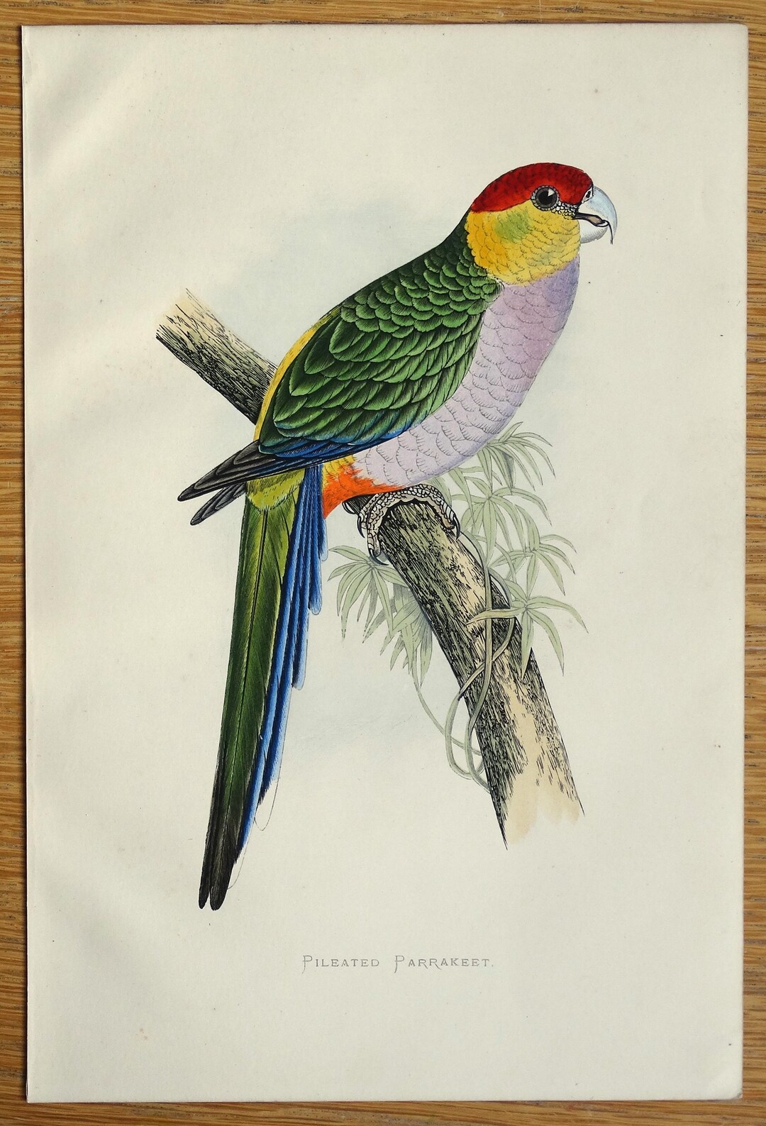 Antique Parrot Print PILEATED PARAKEET Original Greene Bird Engraving ...