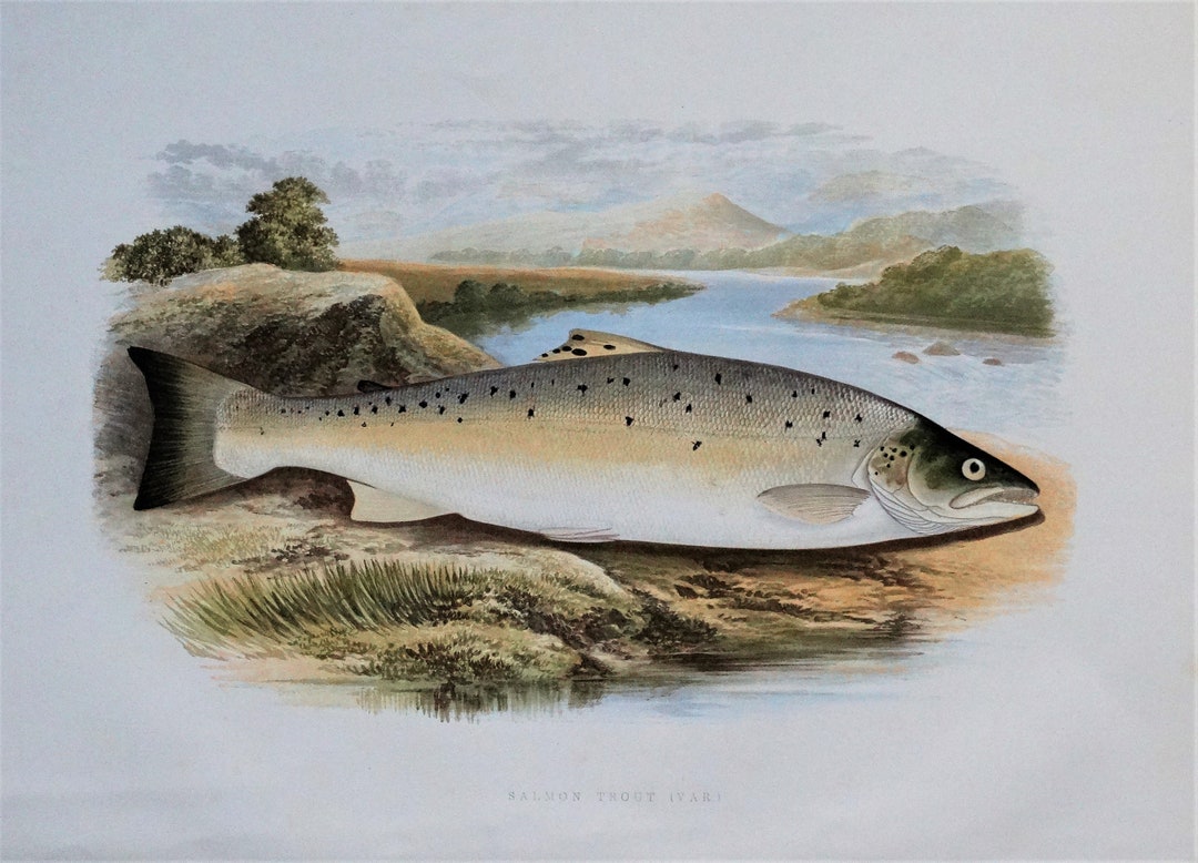 Antique Fish Print SALMON TROUT (var), Houghton, Lydon, Original Fish ...