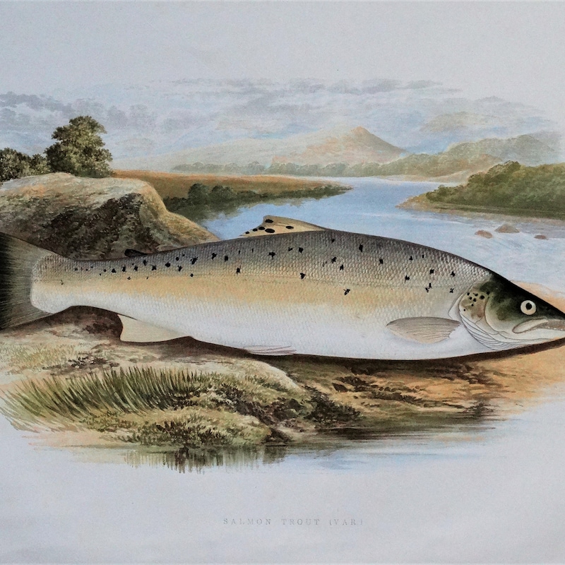 Antique Fish Print - Etsy