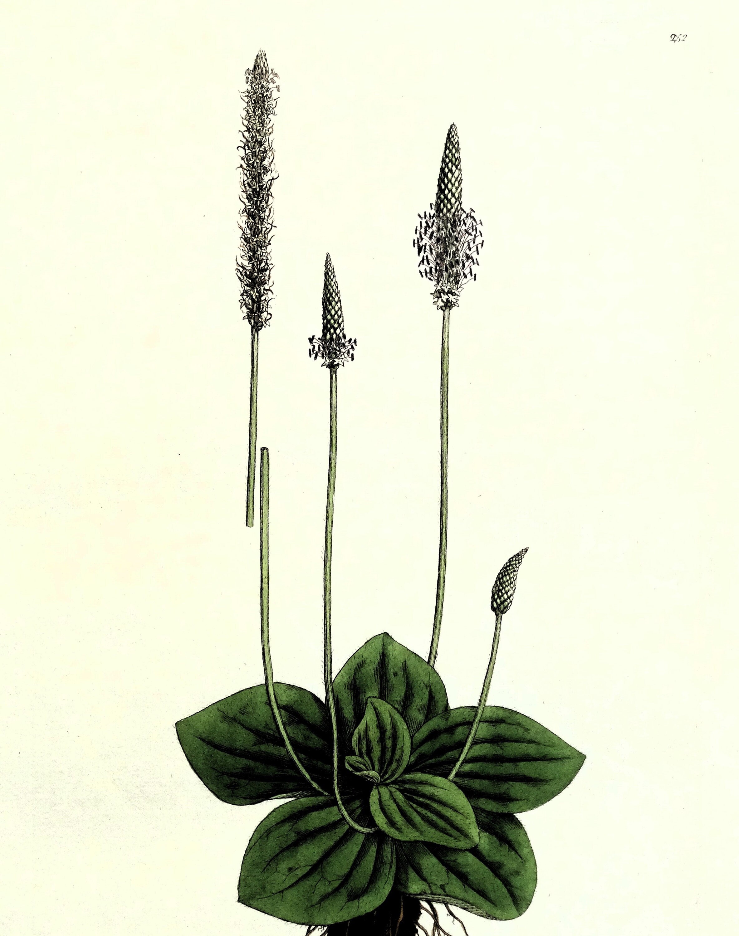 Antique Botanical Print PLANTAGO HOARY PLANTAIN Large Original Curtis ...