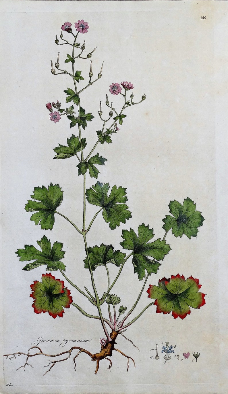 Antique Botanical Print DOVE'S FOOT GERANIUM Curtis Large Flora ...