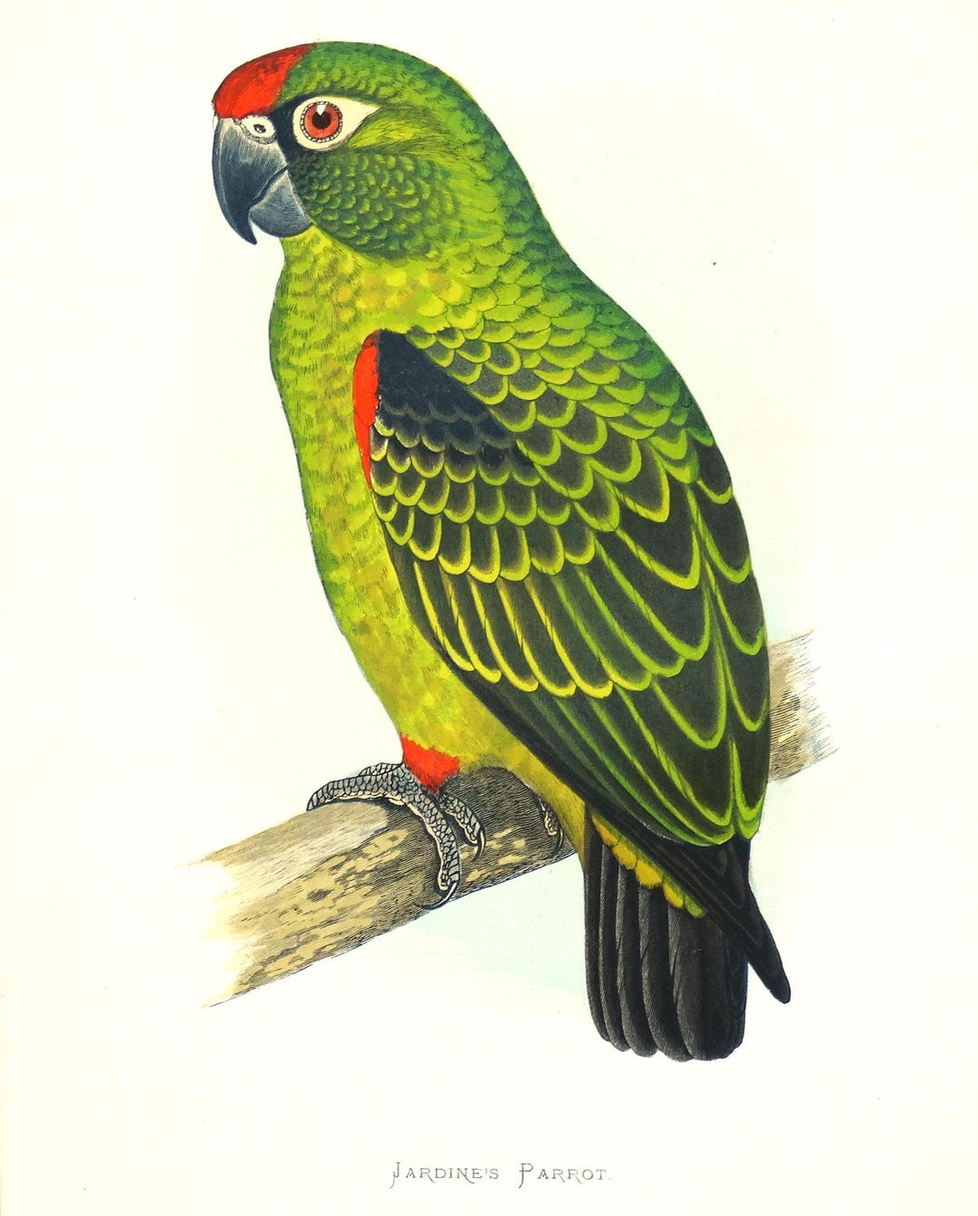 Antique Parrot Print JARDINE'S PARROT Original Greene Bird Engraving ...