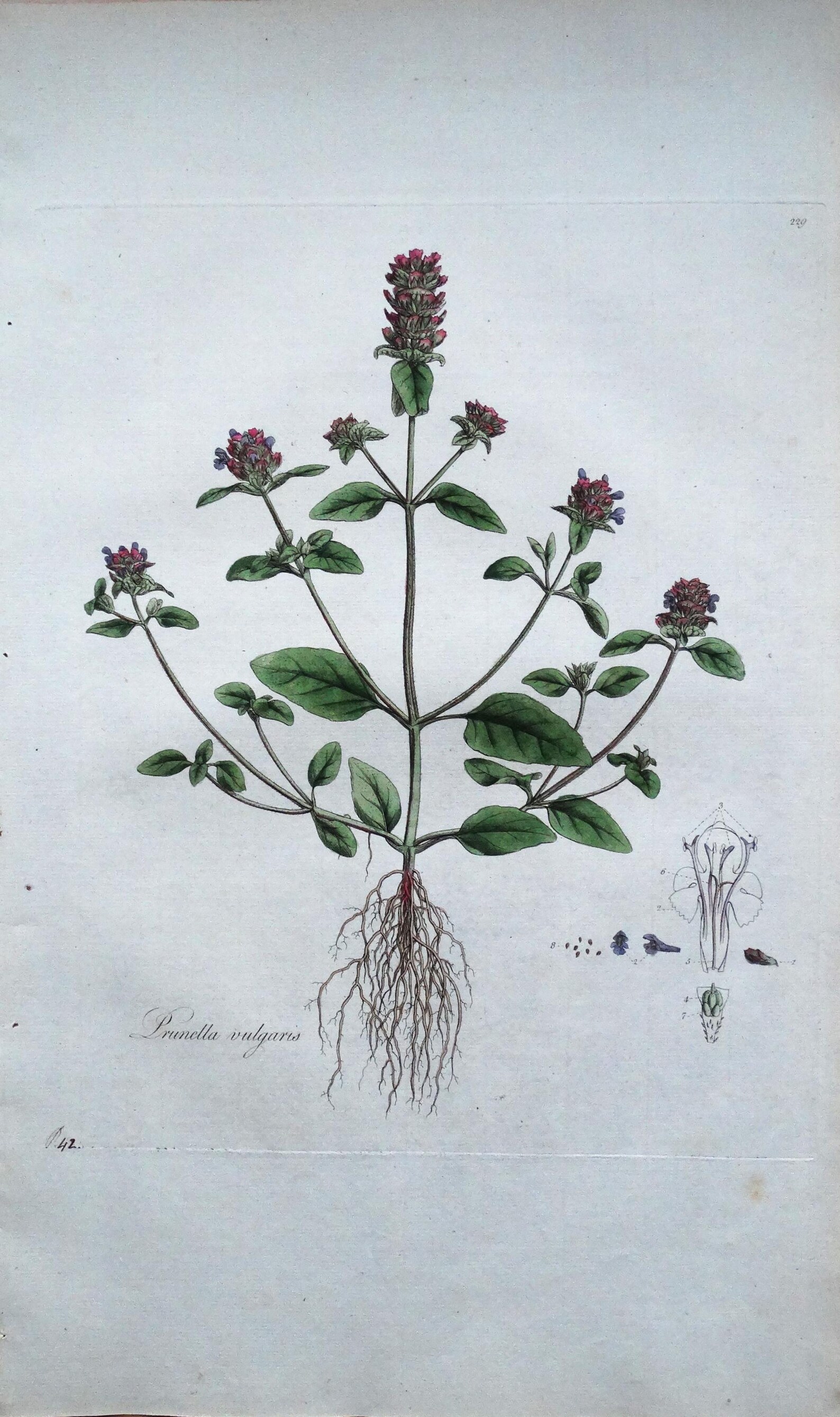 Antique Botanical Print PRUNELLA VULGARIS SELFHEAL Curtis Flora ...