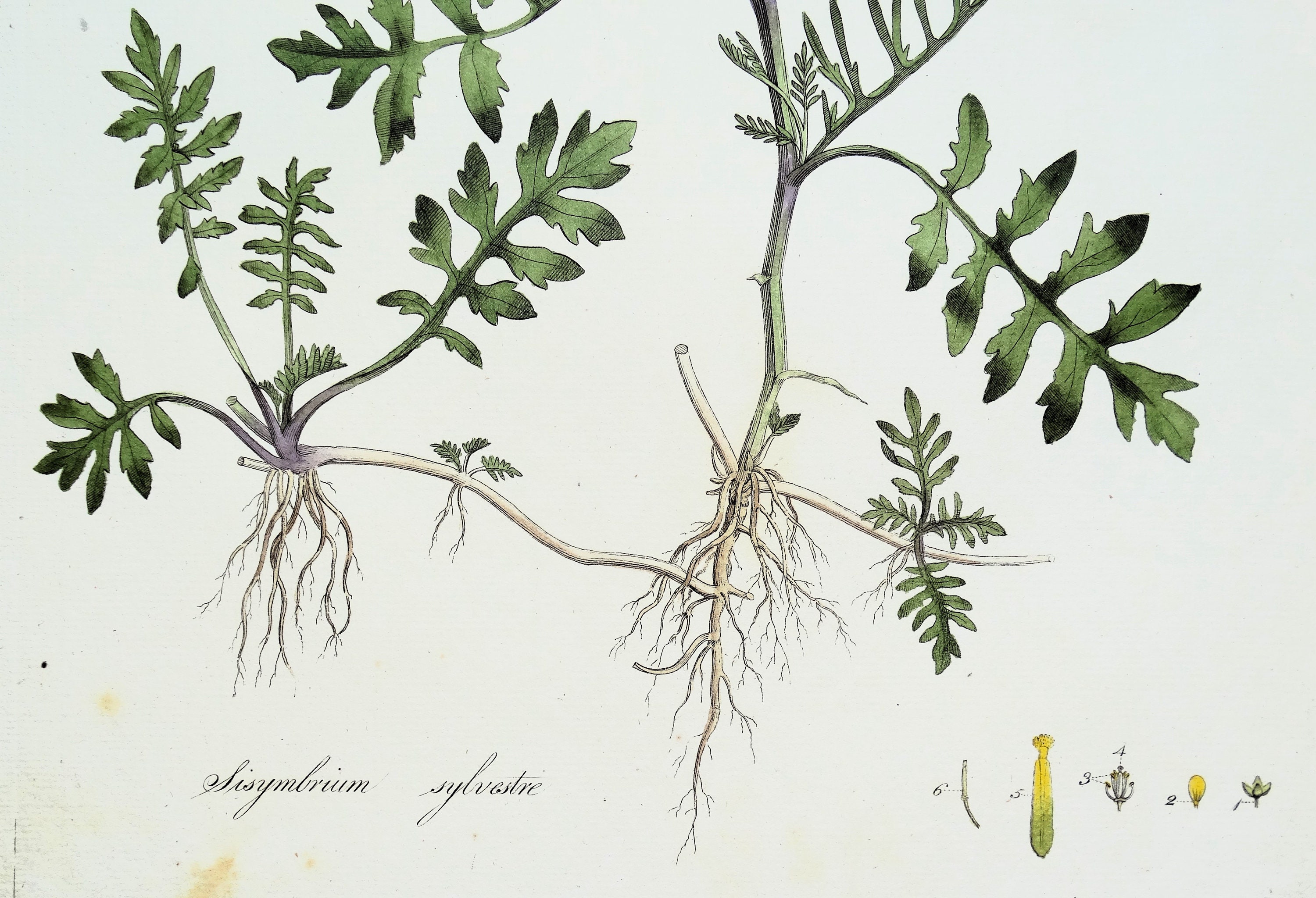 Antique Botanical Print SISYMBRIUM WATER ROCKET Curtis Flora ...