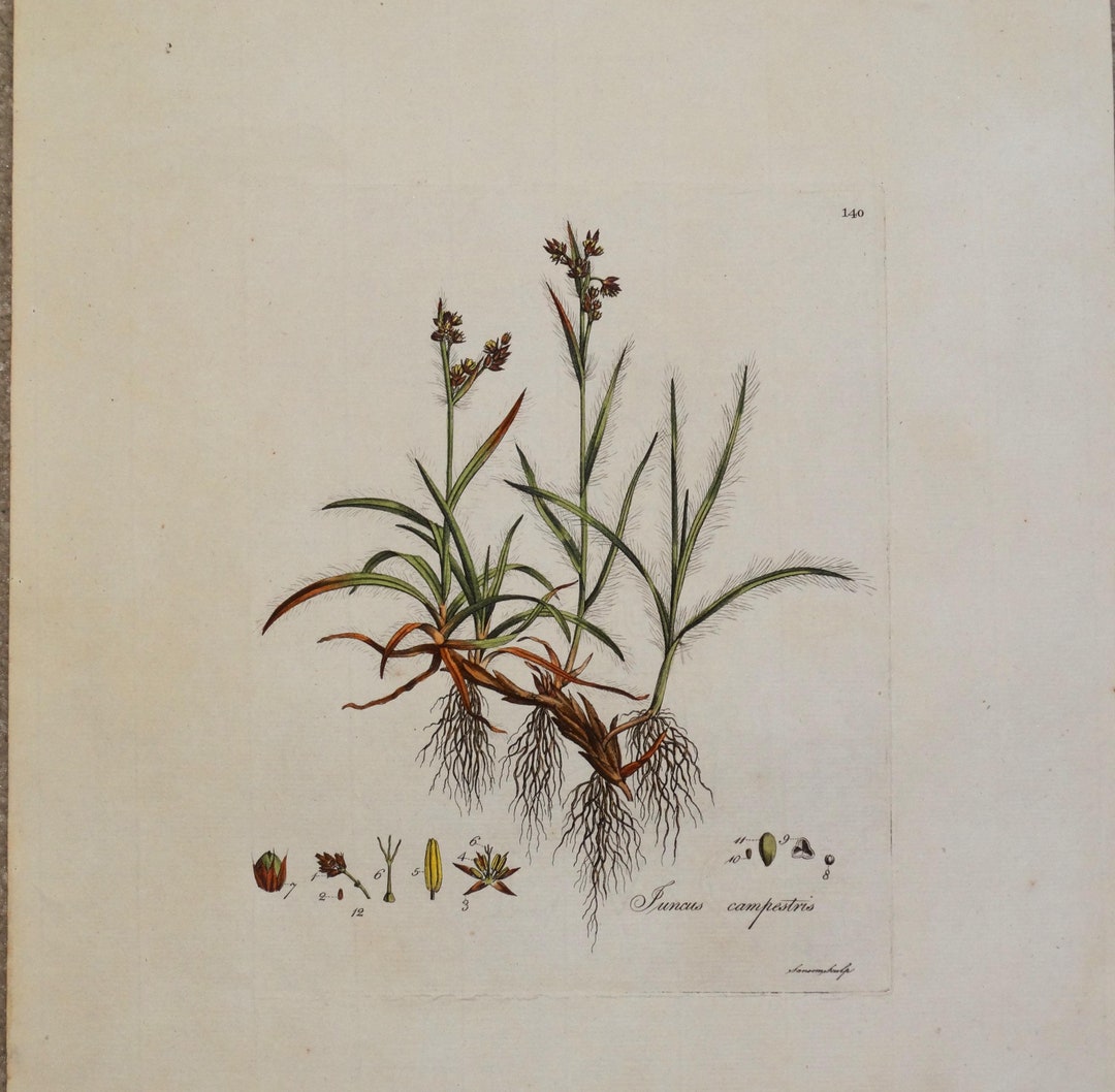 Antique Botanical Print JUNCUS CAMPESTRIS RUSH Curtis Flora Londinensis ...