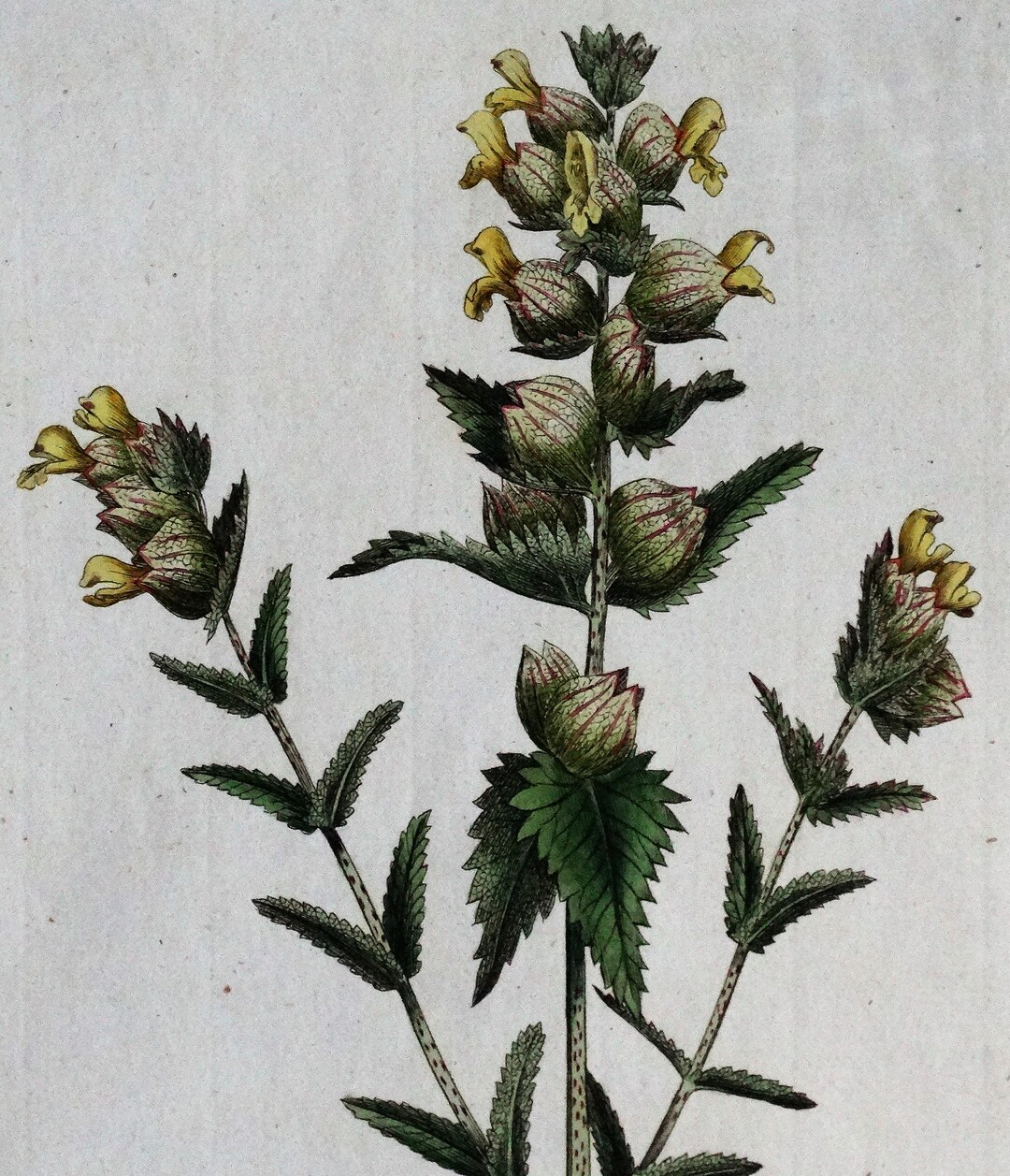 Antique Botanical Print RHINANTHUS CRISTA GALLI Curtis Large Flora ...